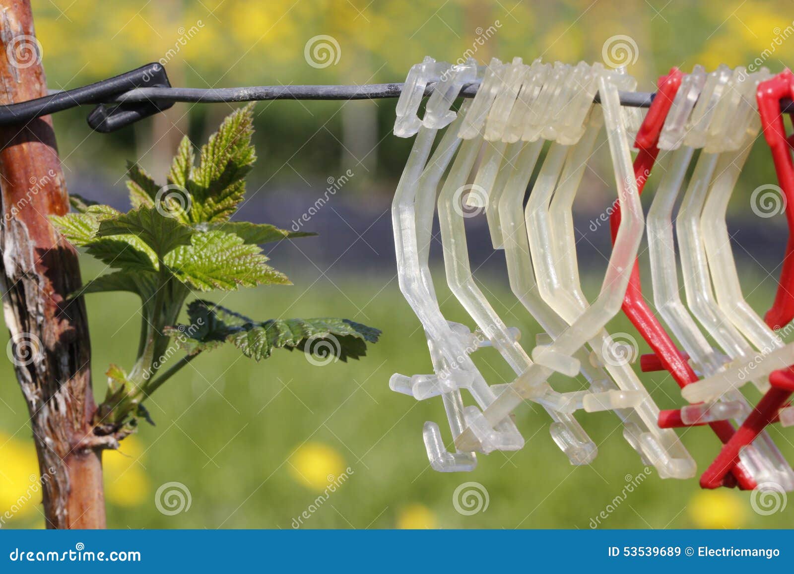 Clips for a Raspberry Plantation Stock Image - Image of organic ...