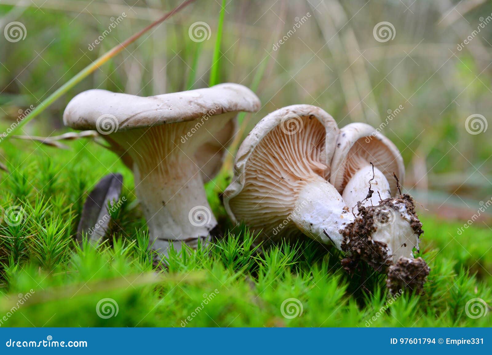 Clitopilus Prunulus Mushroom Stock Photo - Image of forest, clitopilus ...