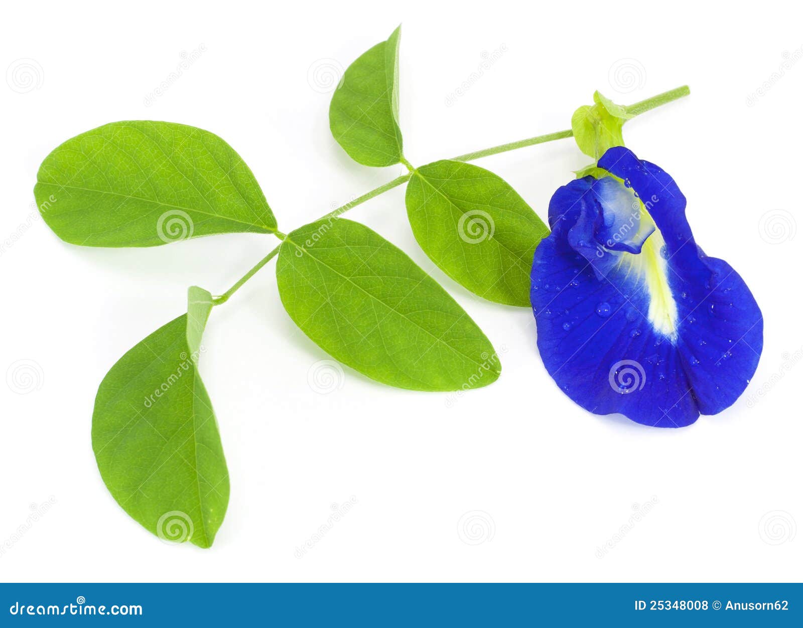 Clitoria ternatea stock photo. Image of inflorescence - 25348008