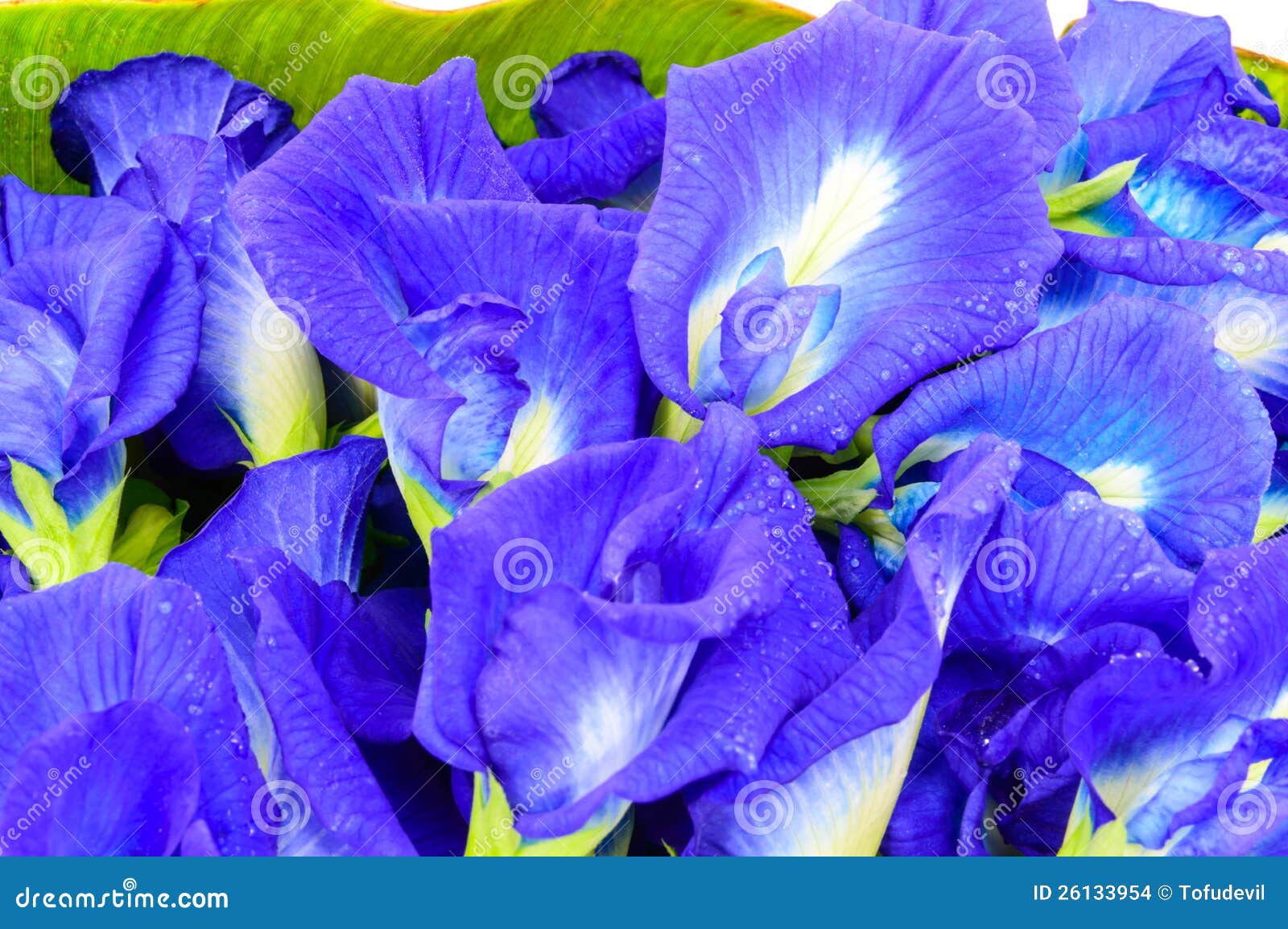 Clitoria ternatea. stock photo. Image of horticulture - 26133954
