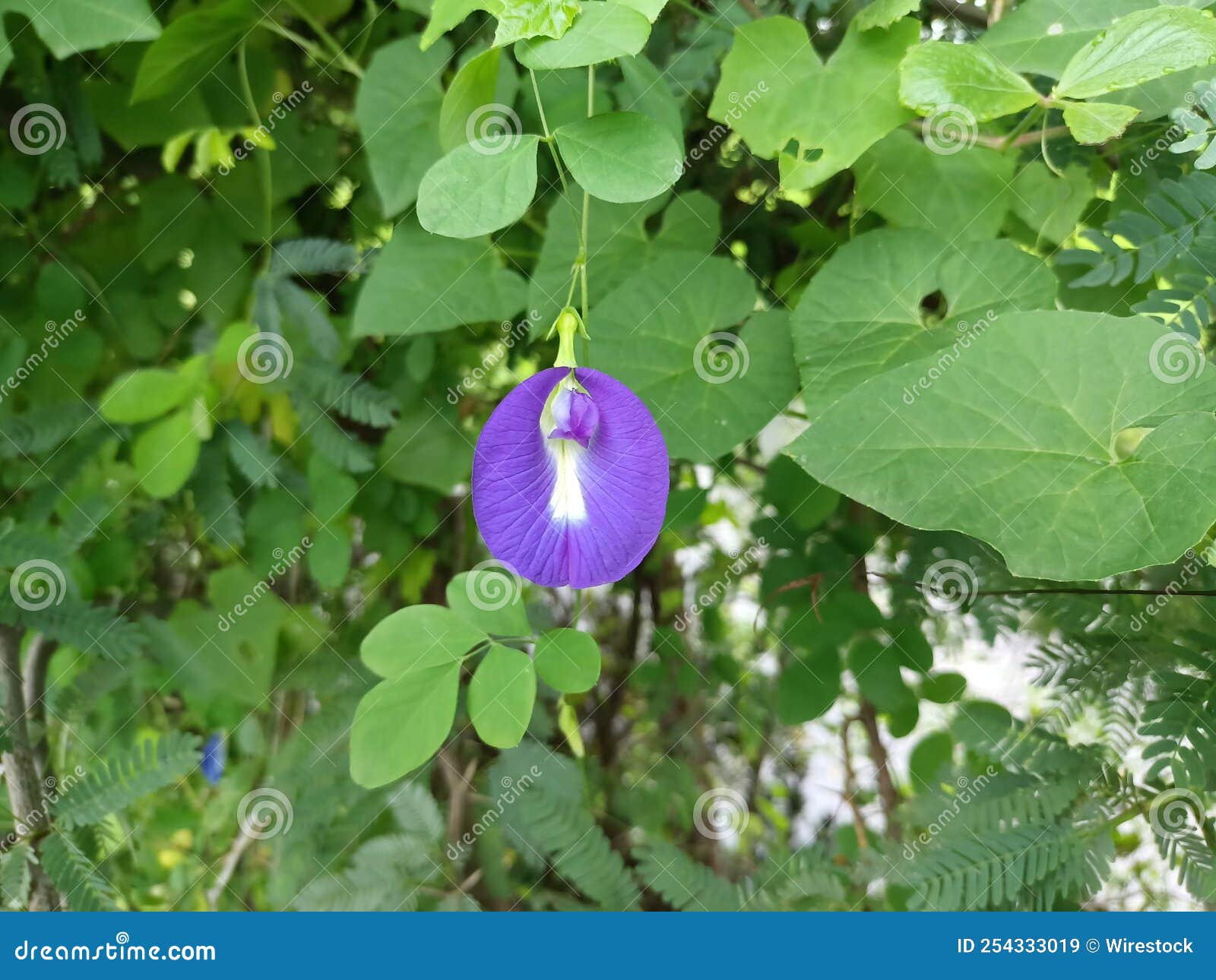 Clitoria Ternatea or Butterfly Pea Stock Image - Image of plant, beauty ...