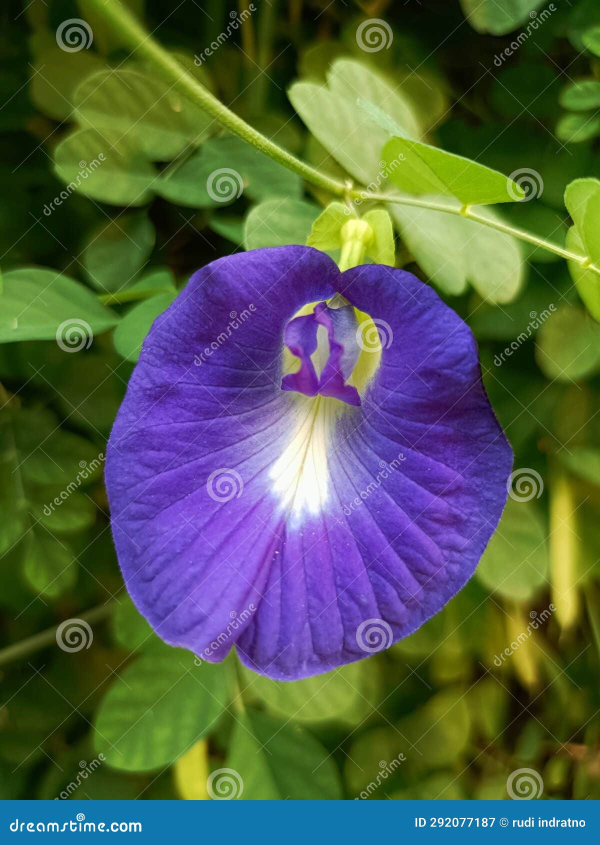Clitoria Ternatea or Butterfly Pea is Herbal Plant from Ternate Stock ...