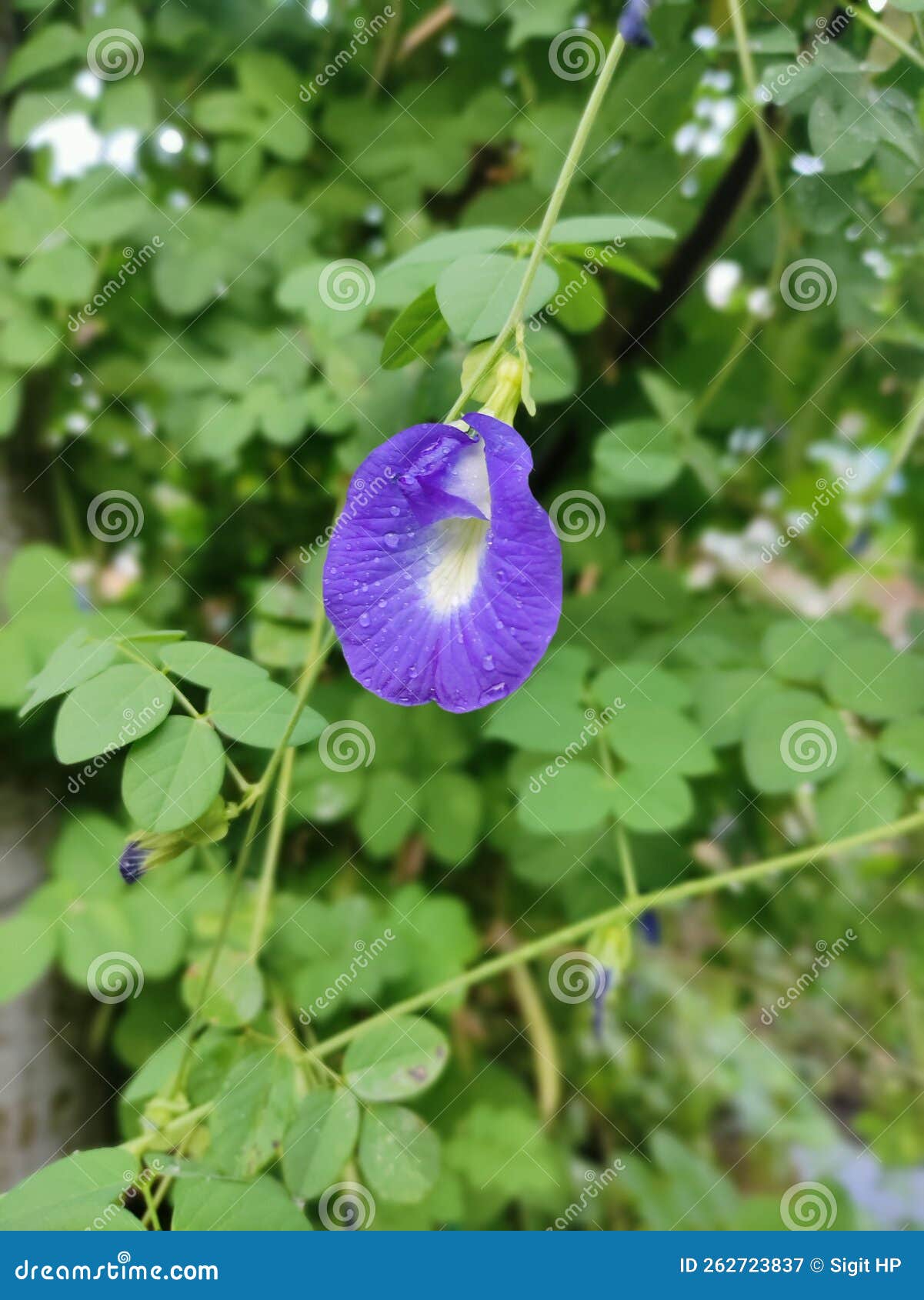 Clitoria Ternatea stock image. Image of blossom, wildflower - 262723837