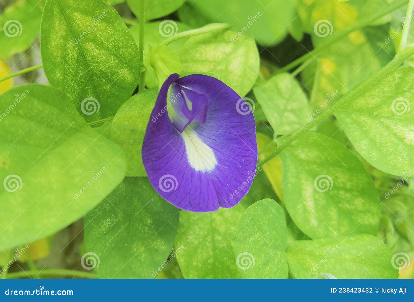 Clitoria Ternatea a Known As Kembang Telang Stock Photo - Image of ...
