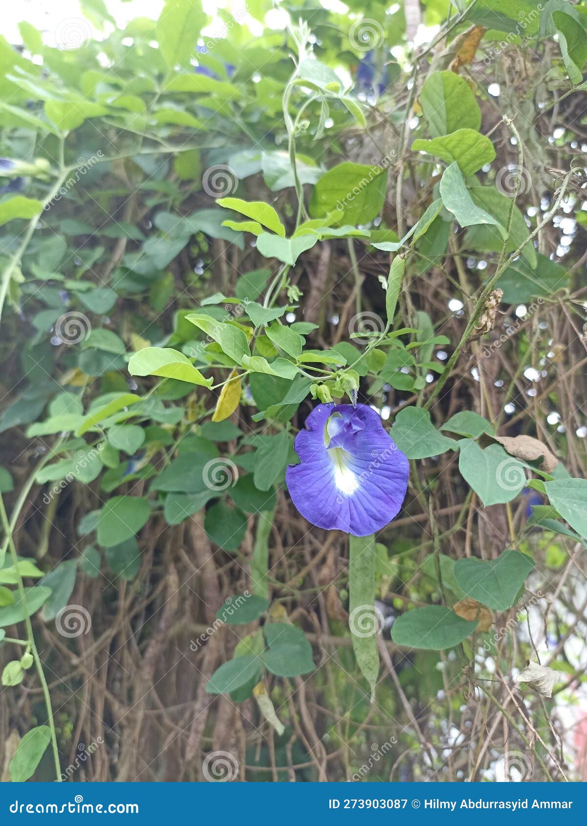 Clitoria Ternatea a Native Flower from Ternate Island Stock Image ...