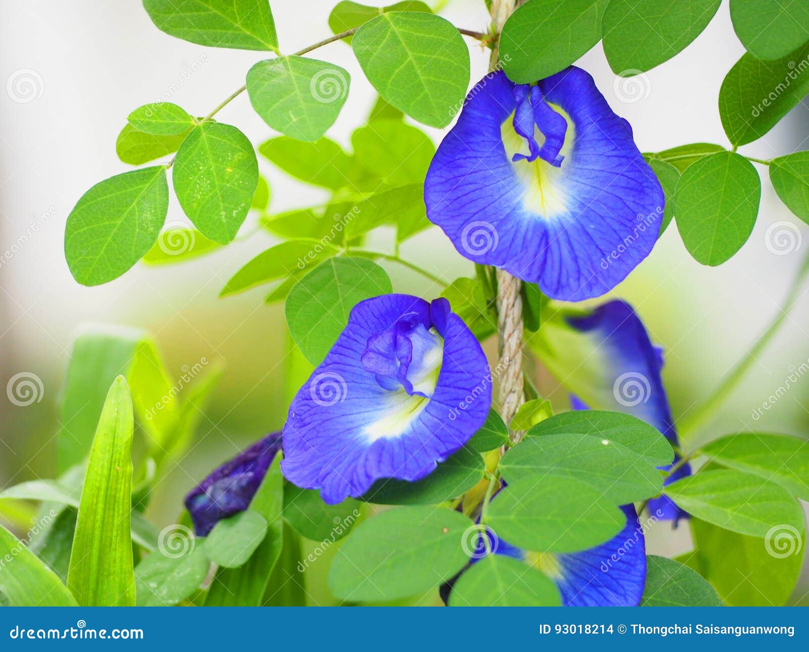 Clitoria Ternatea L Or Pea Flower, Butterfly Pea Flowers Isolate On ...