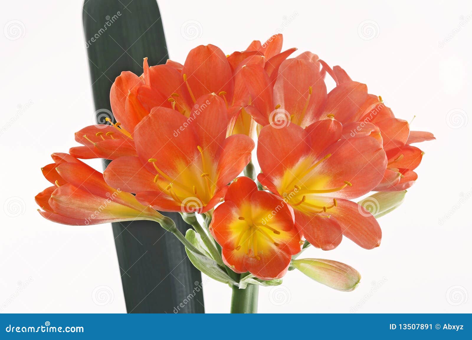 Clivia stock image. Image of petals, clivia, light, closeup - 13507891
