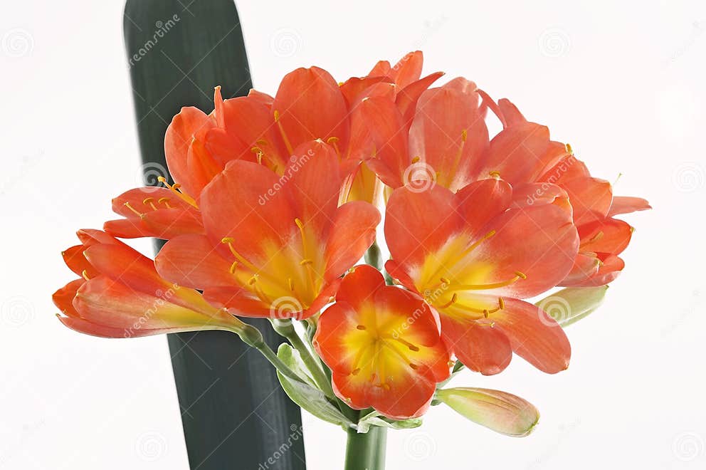 Clivia stock image. Image of petals, clivia, light, closeup - 13507891