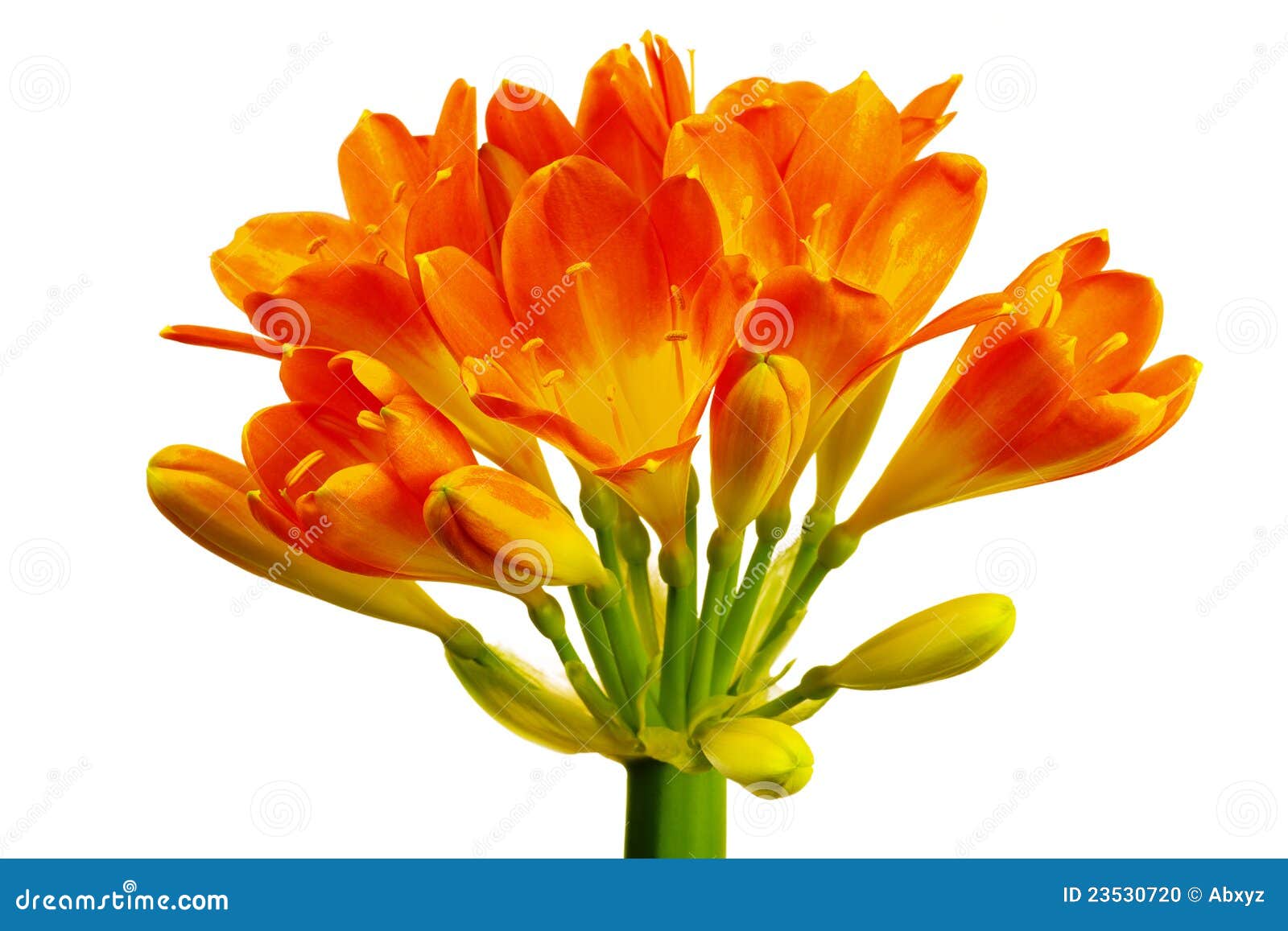 Clivia stock photo. Image of orange, beauty, nature, plant - 23530720
