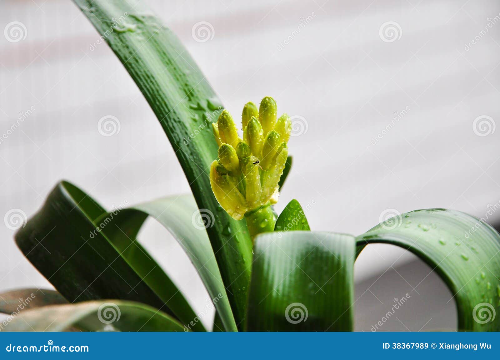 Clivia flowerbud stock image. Image of decoration, beautiful - 38367989