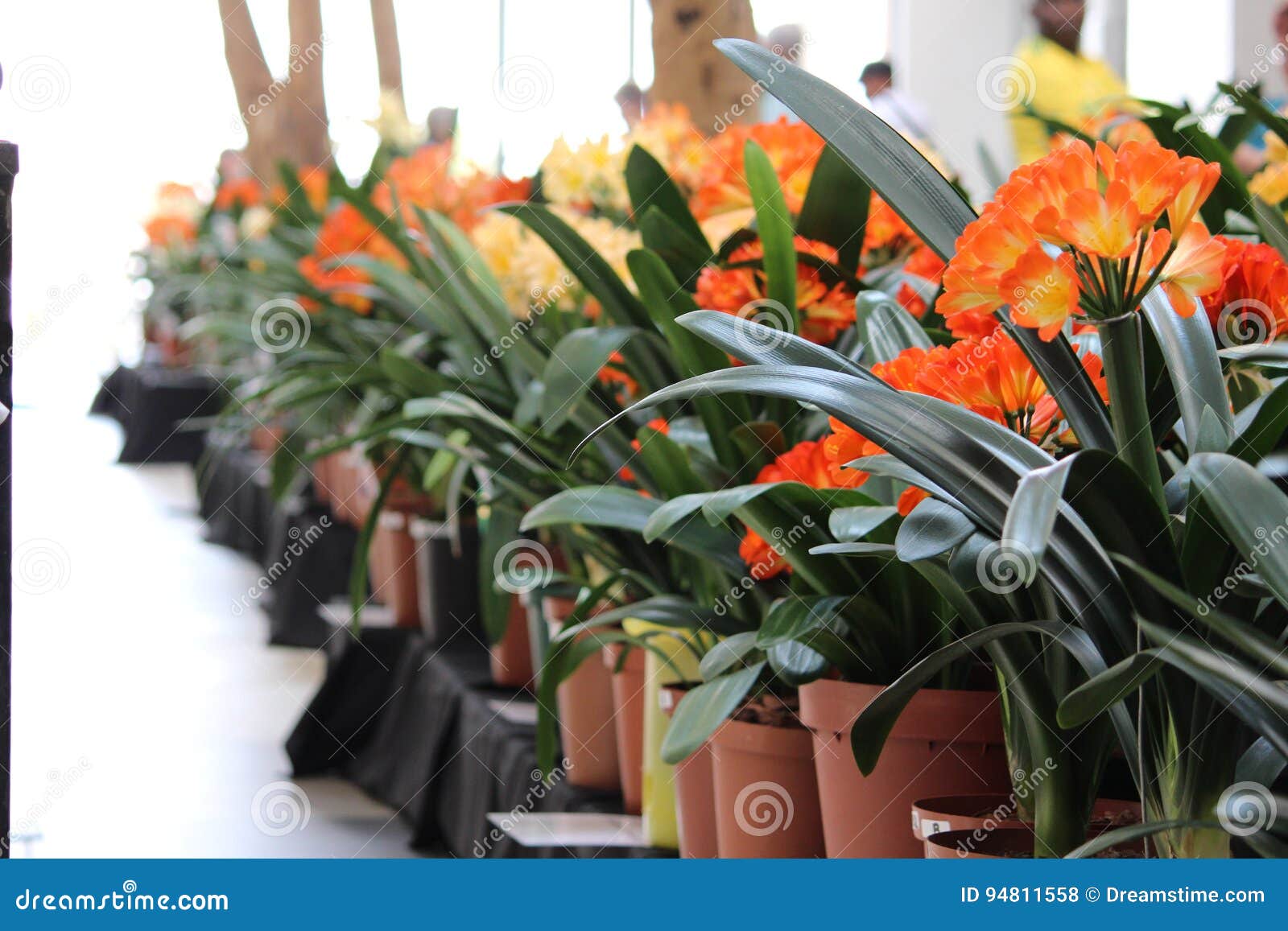 Clivia differant stock photo. Image of clear, beautiful - 94811558
