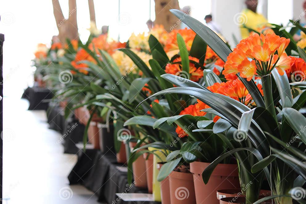 Clivia differant stock photo. Image of clear, beautiful - 94811558