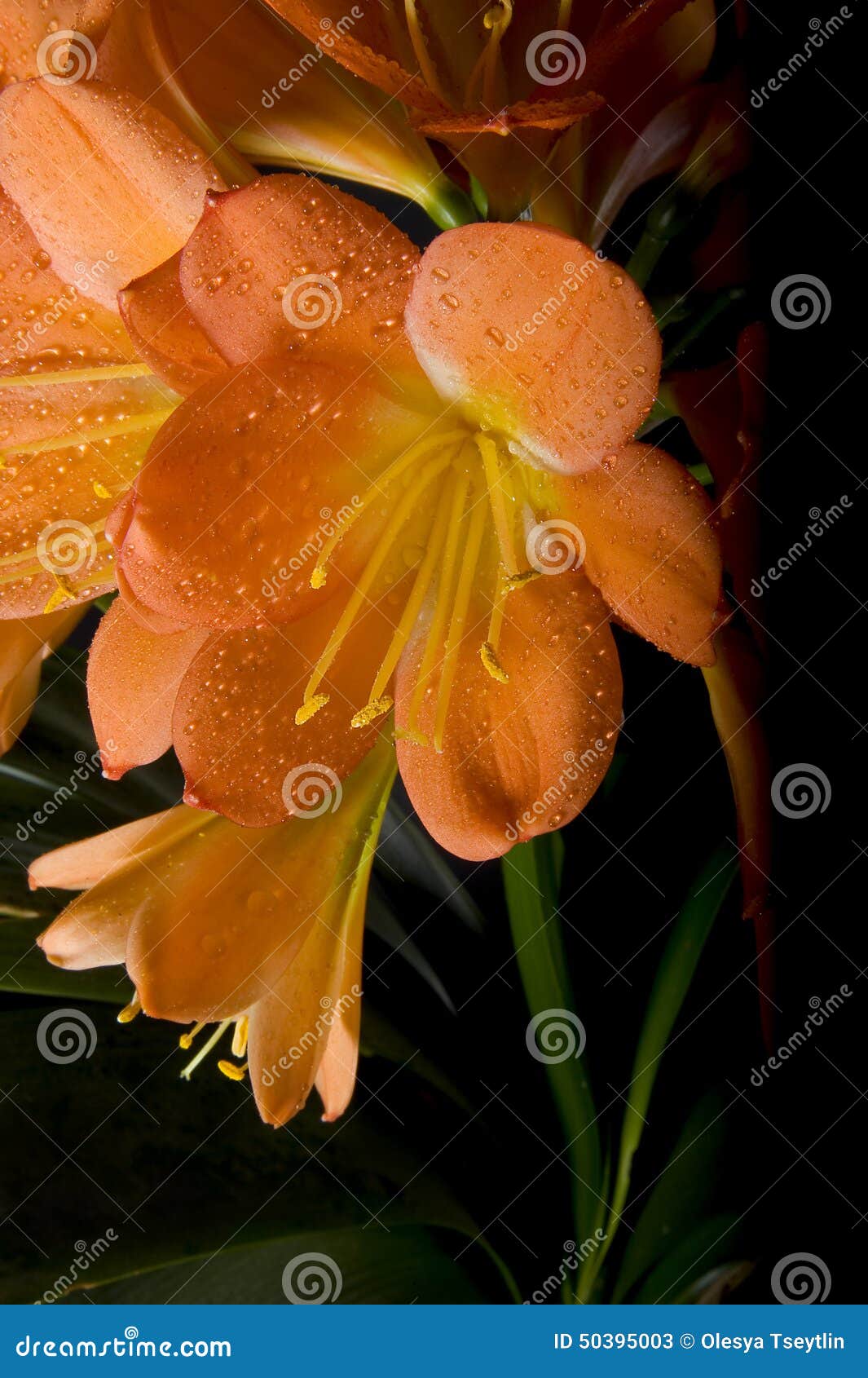 Clivia flower. stock image. Image of branches, background - 50395003