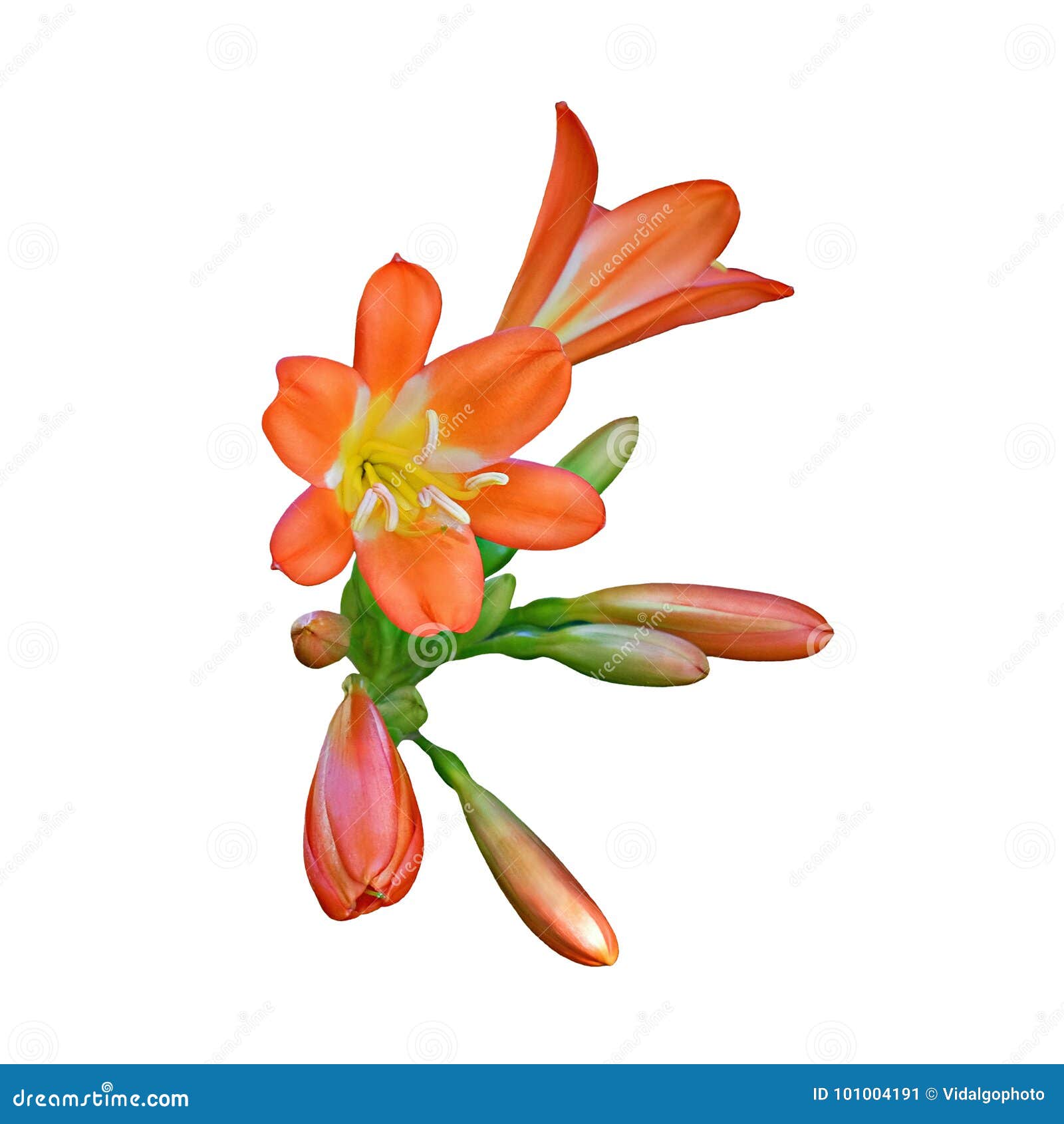 Clivia Flowers, Isolated on White Stock Image - Image of sharp, flower ...