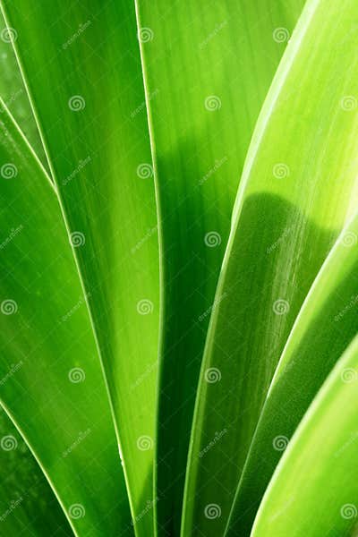 Clivia leaves stock image. Image of shine, line, sunshine - 13649569