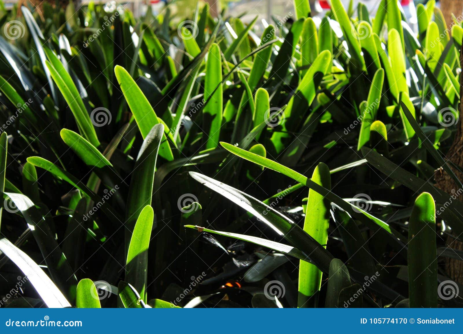 Clivia Leaves in the Garden Stock Photo - Image of decoration, bloom ...