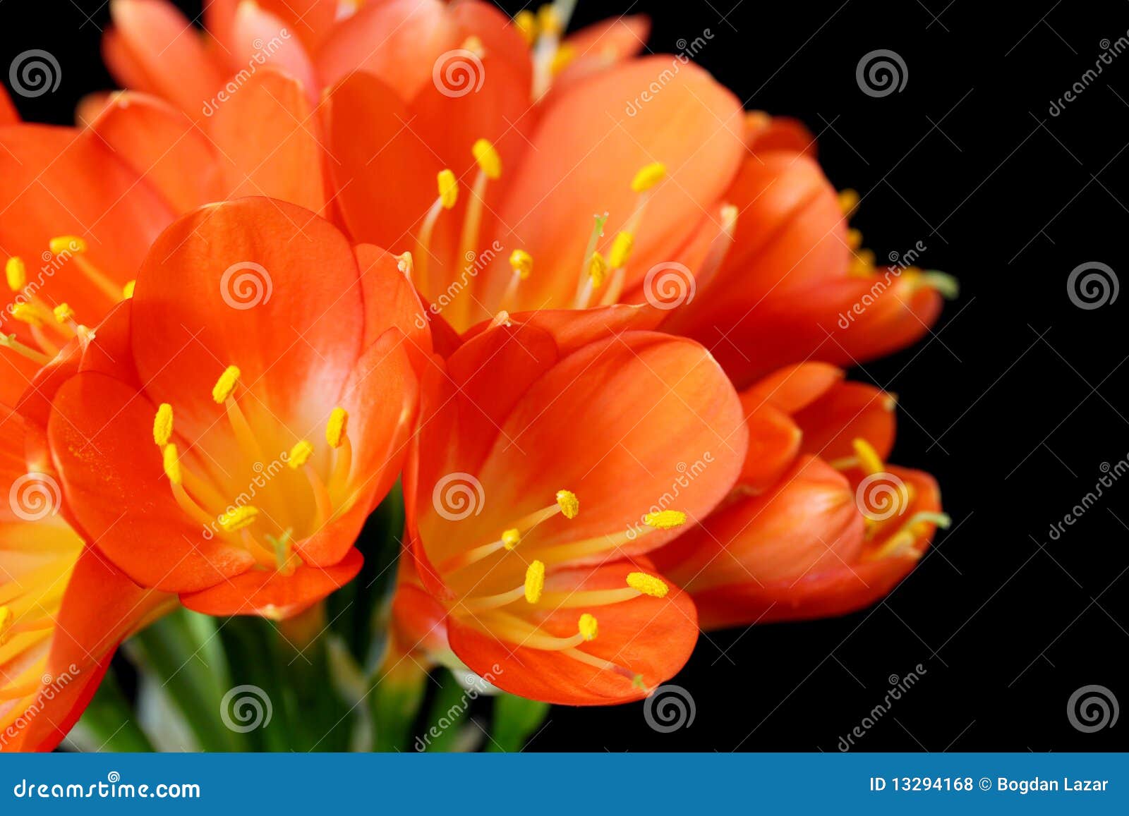Clivia Miniata (Bush Lily) in Bouquet on Black Stock Photo - Image of ...