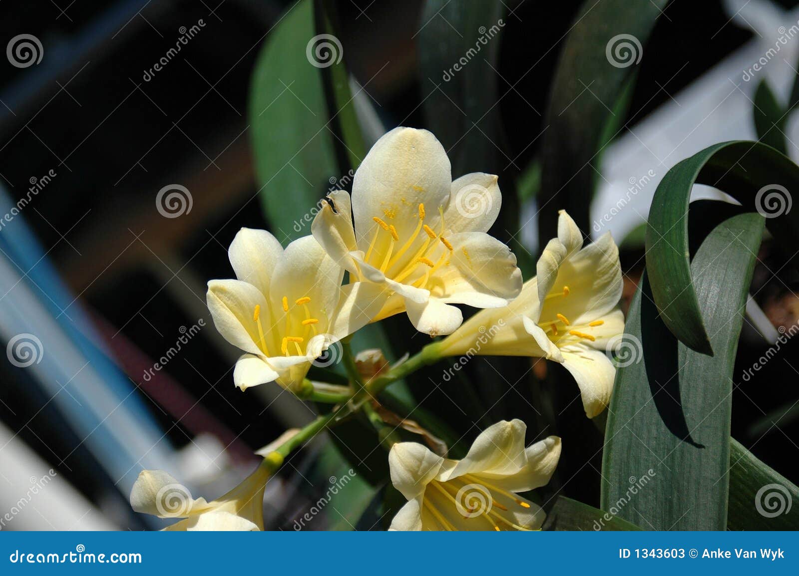 Clivia Miniata flower stock image. Image of beautiful - 1343603