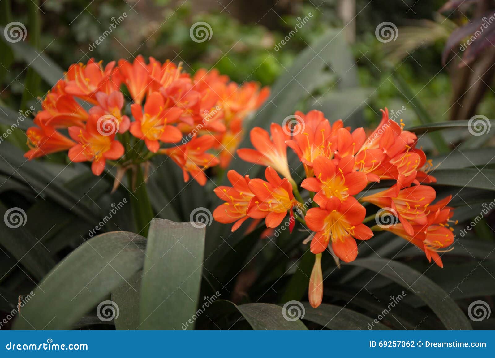 Clivia miniata orange stock photo. Image of dewdrop, color - 69257062