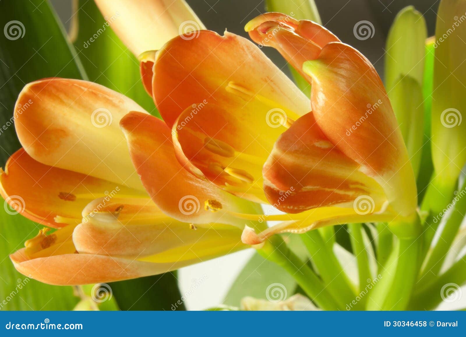 Clivia stock photo. Image of yellow, shaded, plant, petals - 30346458