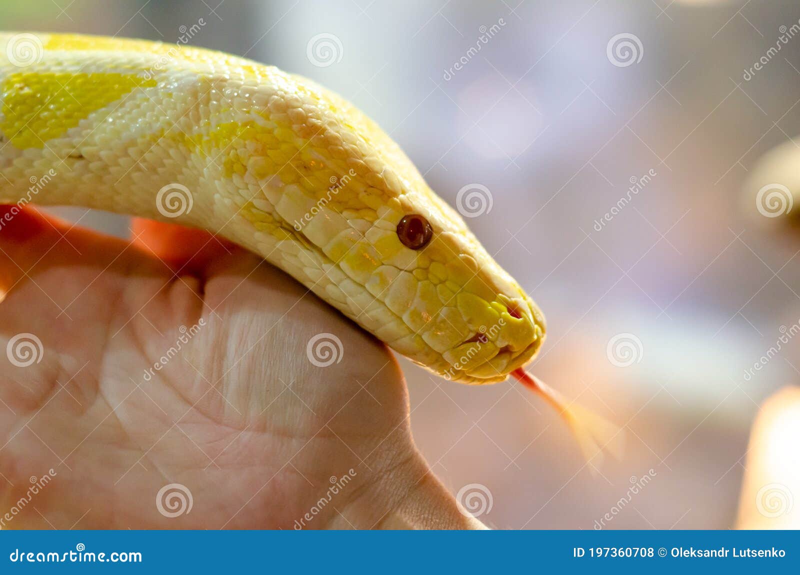 Cloce-up of Python Molurus Albino Stock Photo - Image of portrait ...