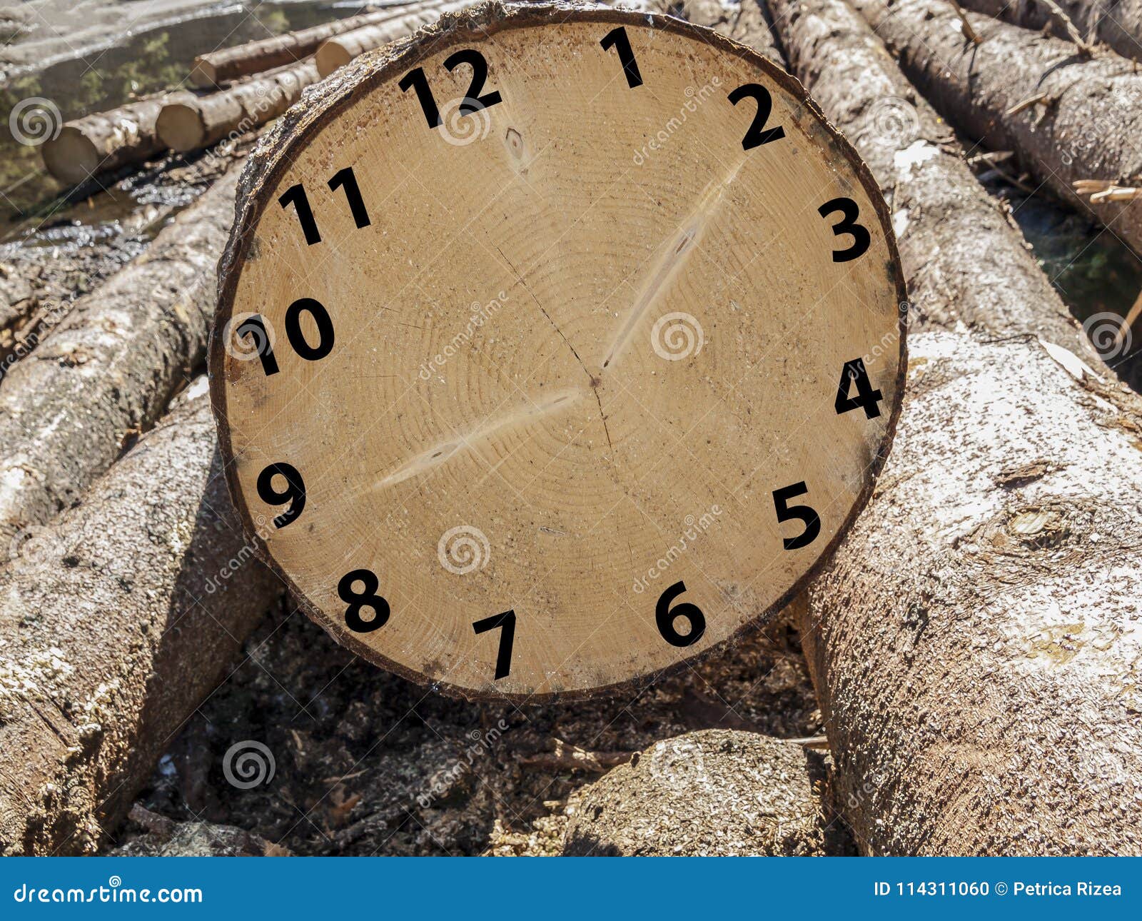 Clock Concept in Wood, Tree Trunk with Clock Stock Photo - Image of ...