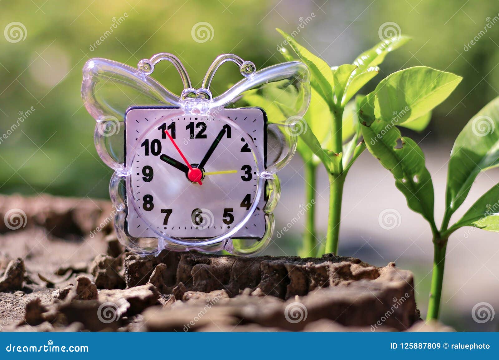 The Clock is Set with Nature. Stock Image - Image of tree, back: 125887809
