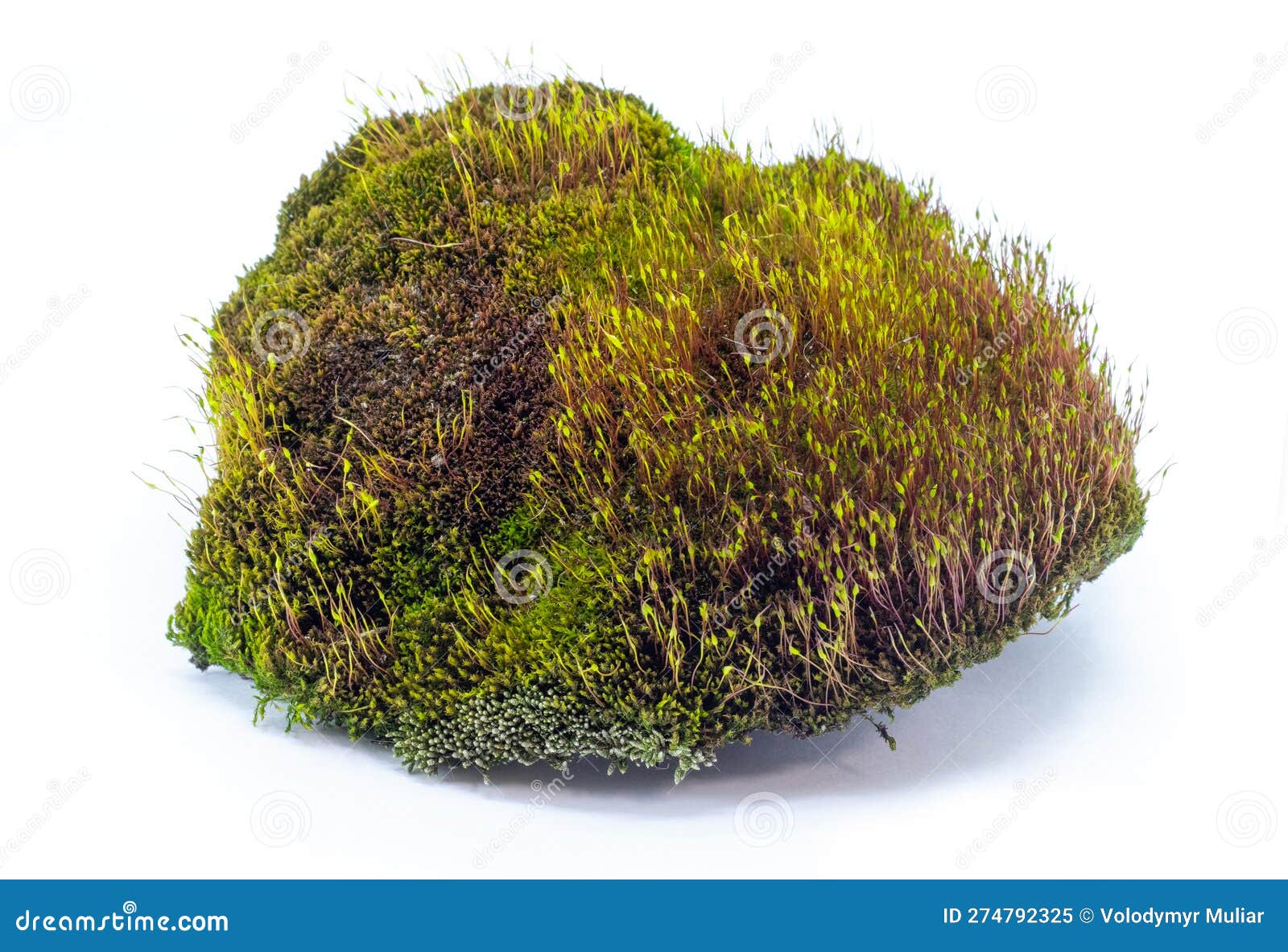 Clod of Earth with Beautiful Green Moss on a White Isolated Background ...