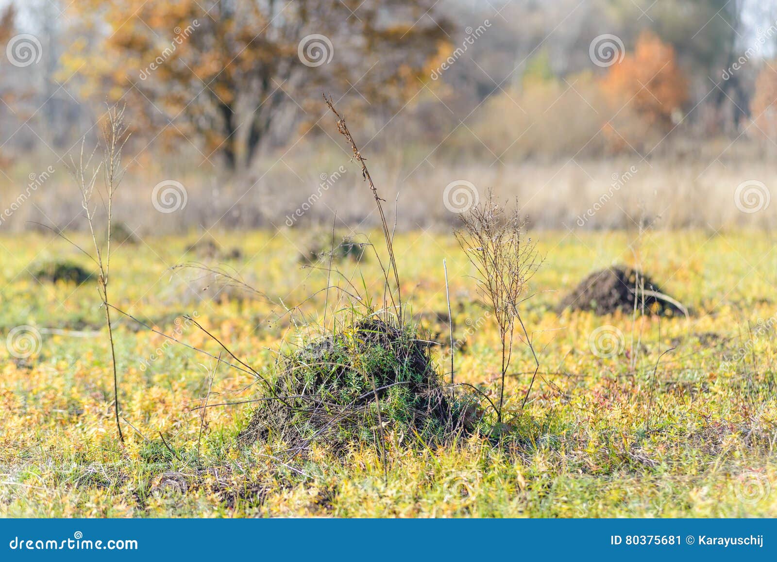 Clod of Earth Called Molehill, Caused by a Mole Stock Image - Image of ...