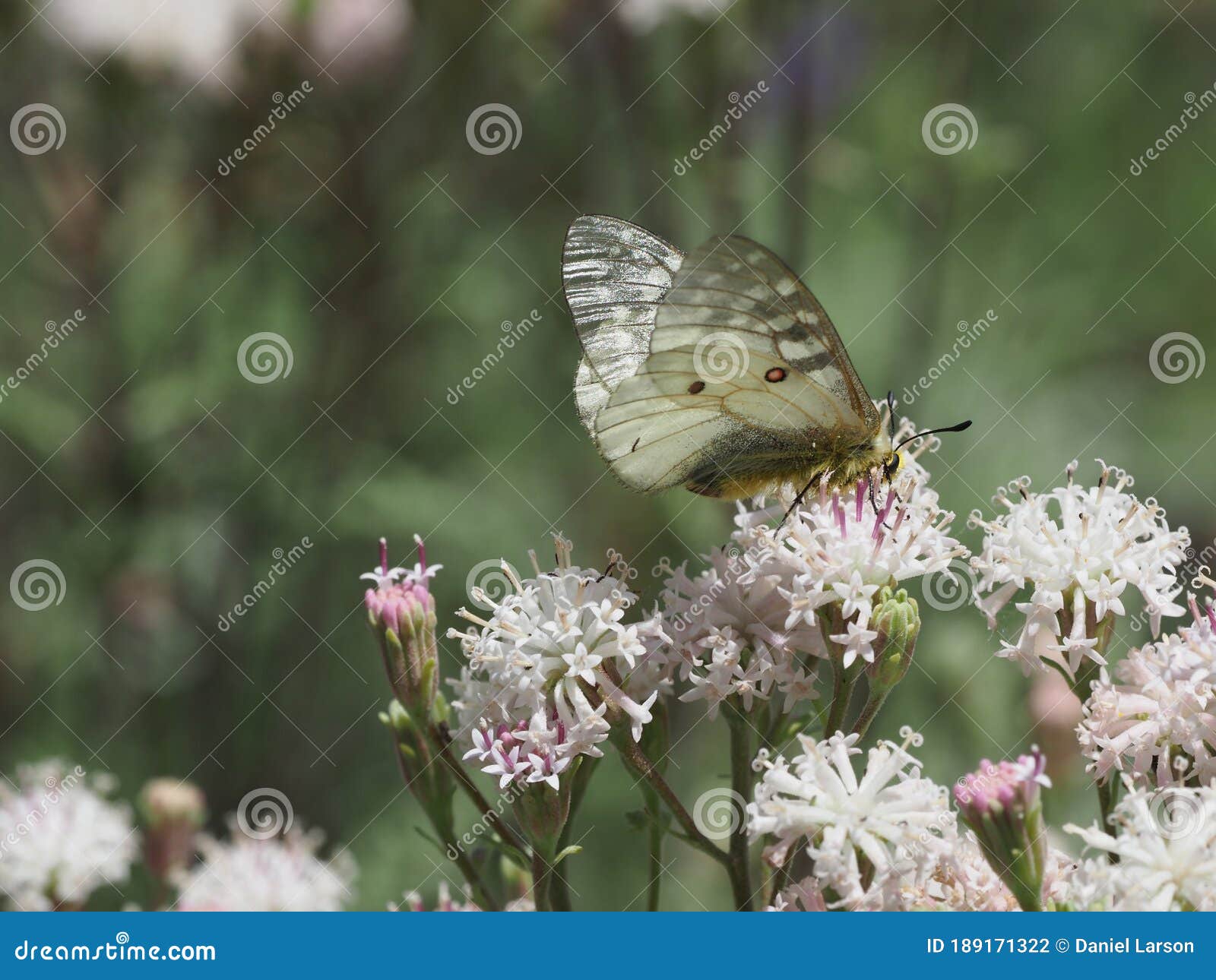 Clodius Parnassian Butterfly Stock Photo - Image of butterfly ...