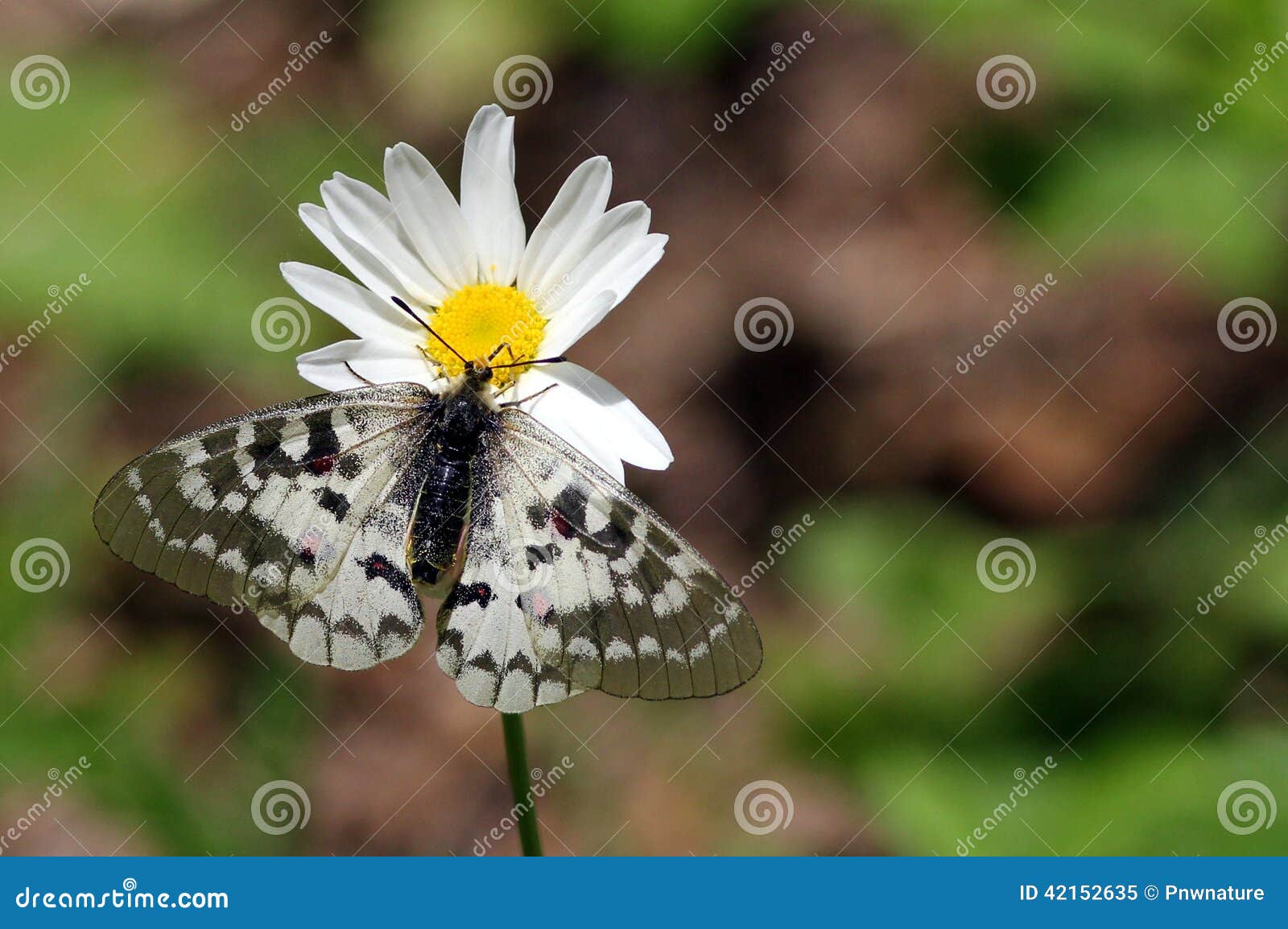 Clodius Parnassian on a Daisy Stock Image - Image of daisy, wild: 42152635