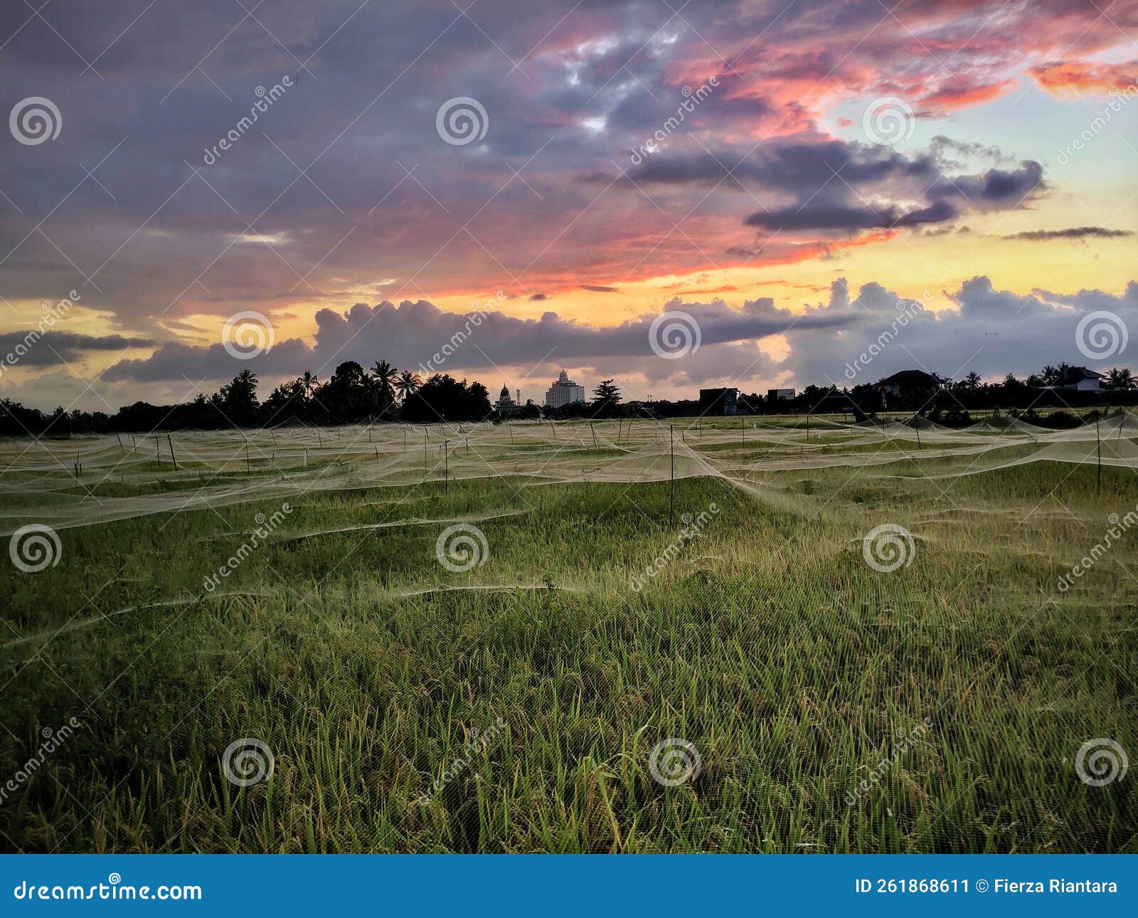 Clody Sunrise with Rice Field Stock Image - Image of prairie, sunrise ...