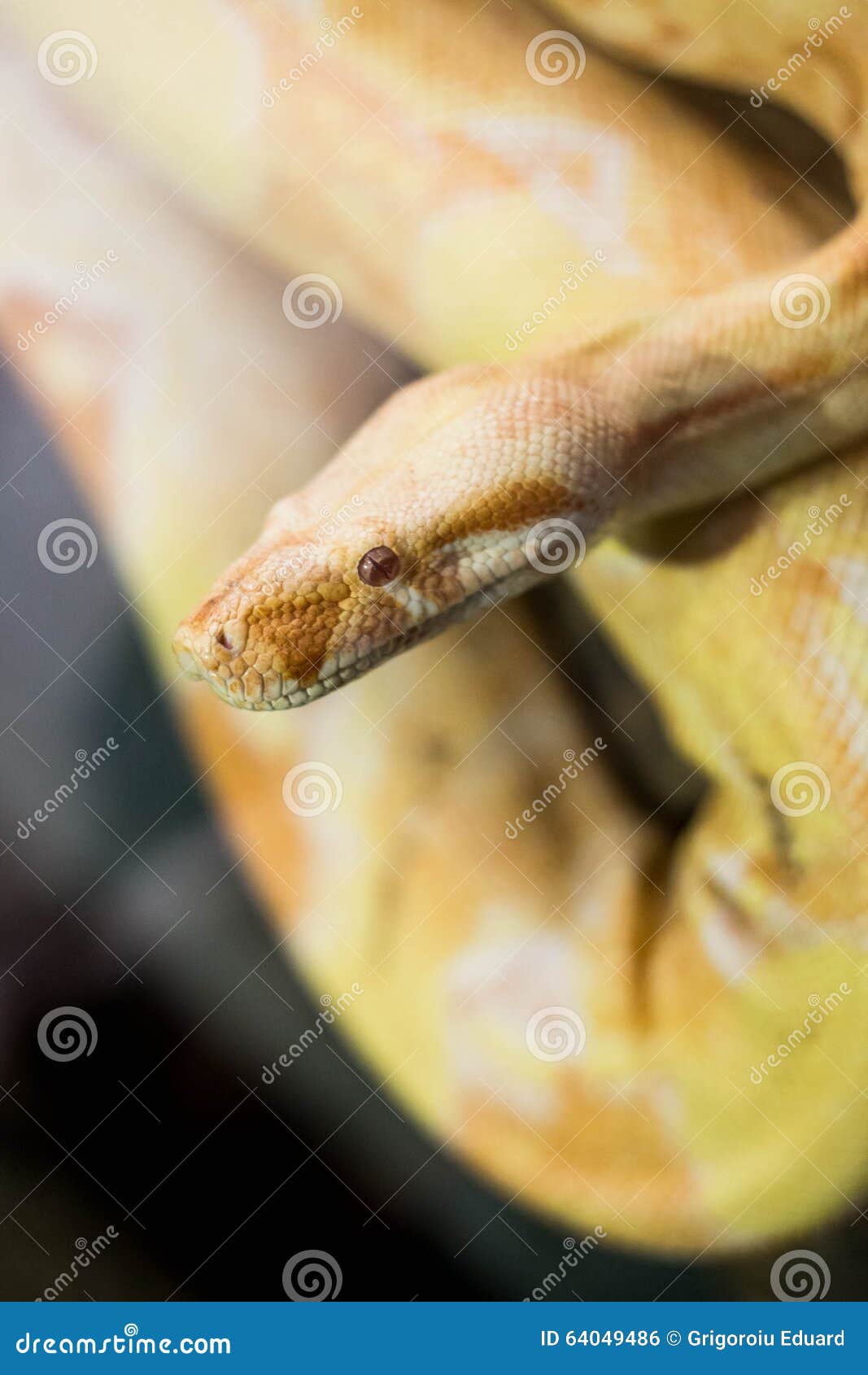 Yellow Python In The Grass Stock Image | CartoonDealer.com #62759113