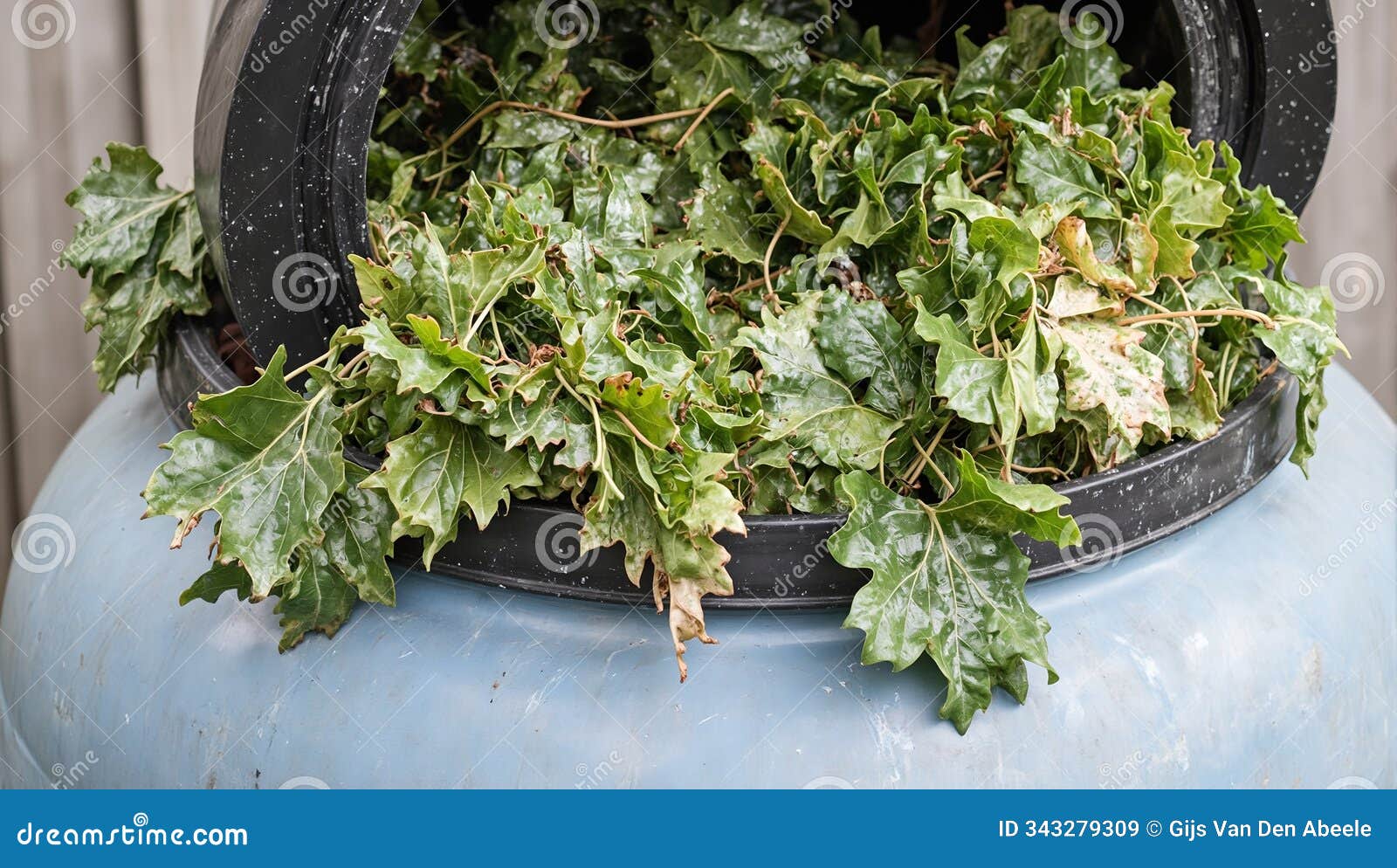 Clogged Rain Barrel Overflow With Damp Leaves Royalty-Free Stock Photo ...