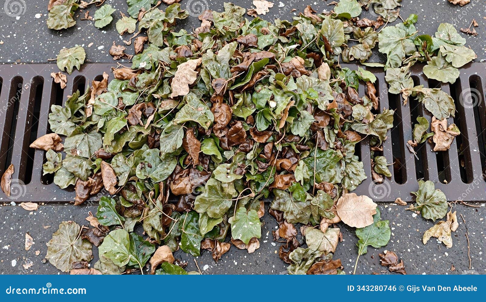 Clogged Storm Drain Grate With Soggy Leaves Blocking Water Flow Royalty ...