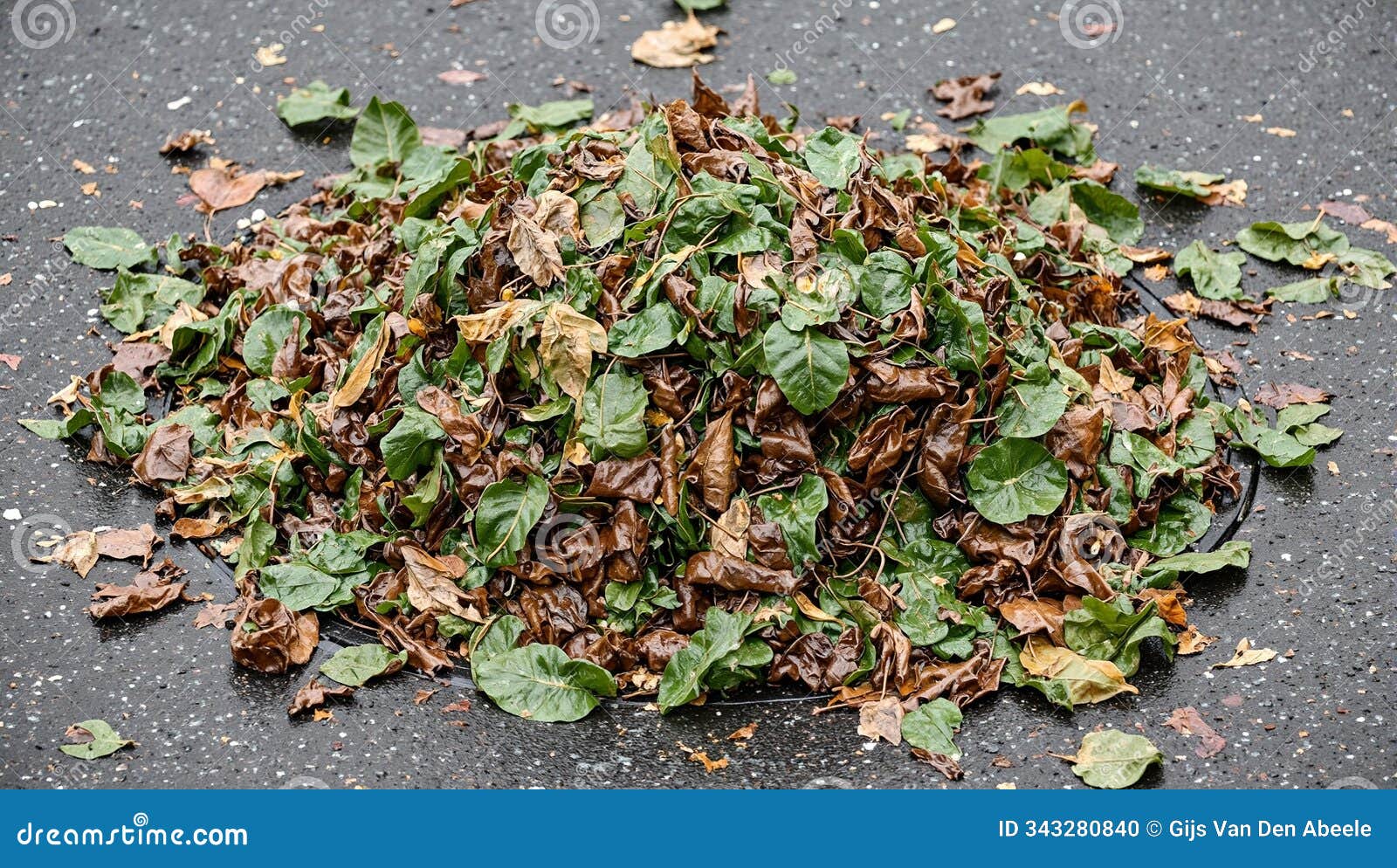 Clogged Storm Drain Grate With Soggy Leaves Blocking Water Flow Royalty ...