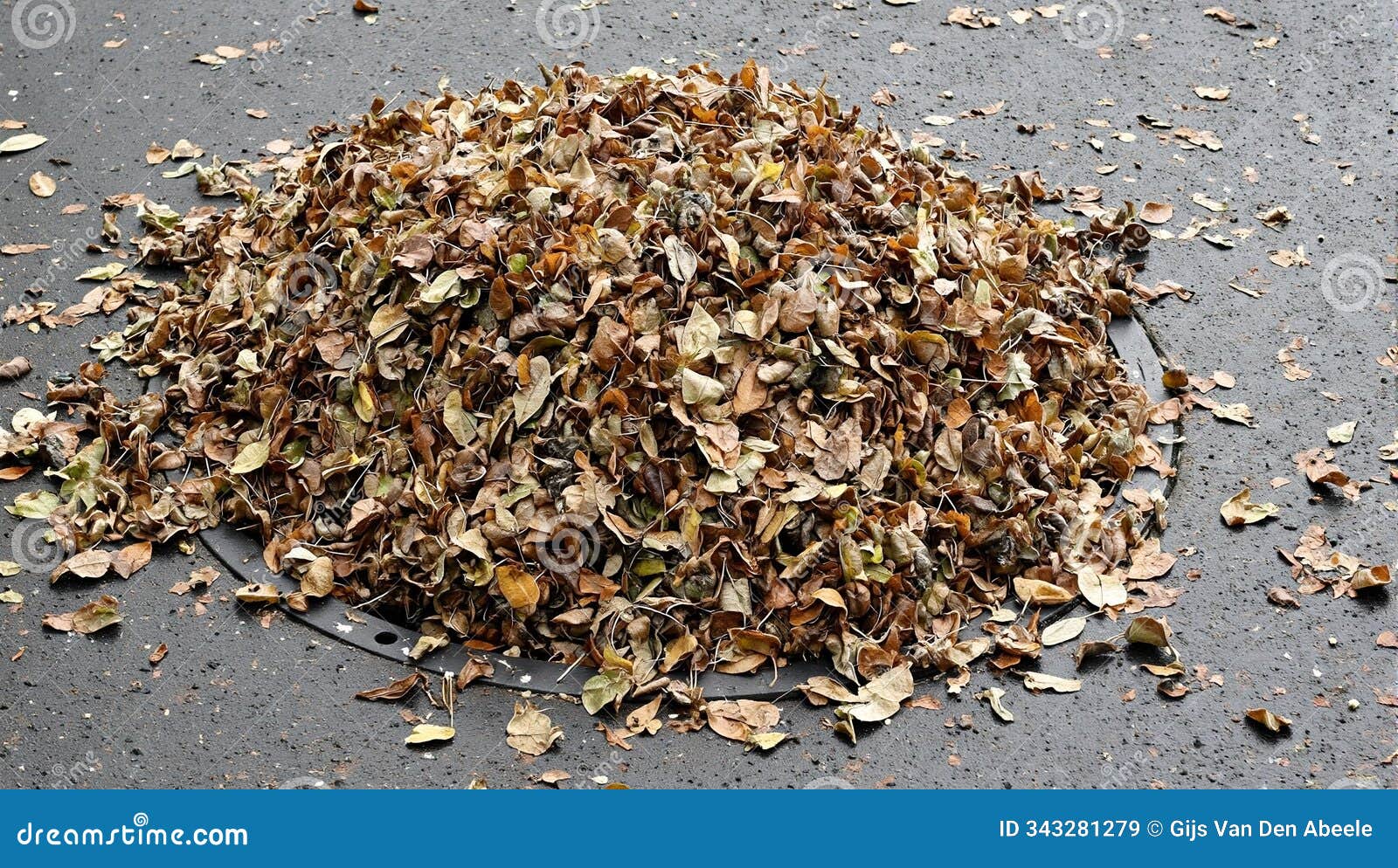 Clogged Storm Drain Grate with Soggy Leaves Blocking Water Flow Stock ...