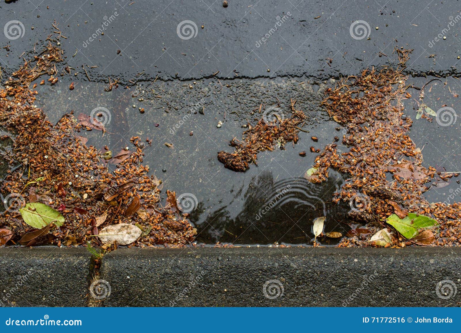 Clogged a Street Drain during a Rain Storm Stock Photo - Image of sewer ...