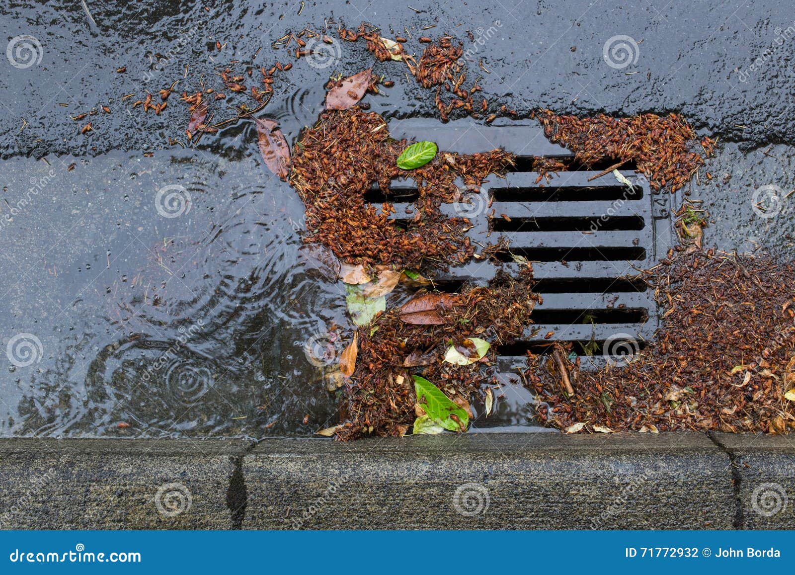 Clogged a Street Drain during a Rain Storm Stock Photo - Image of metal ...