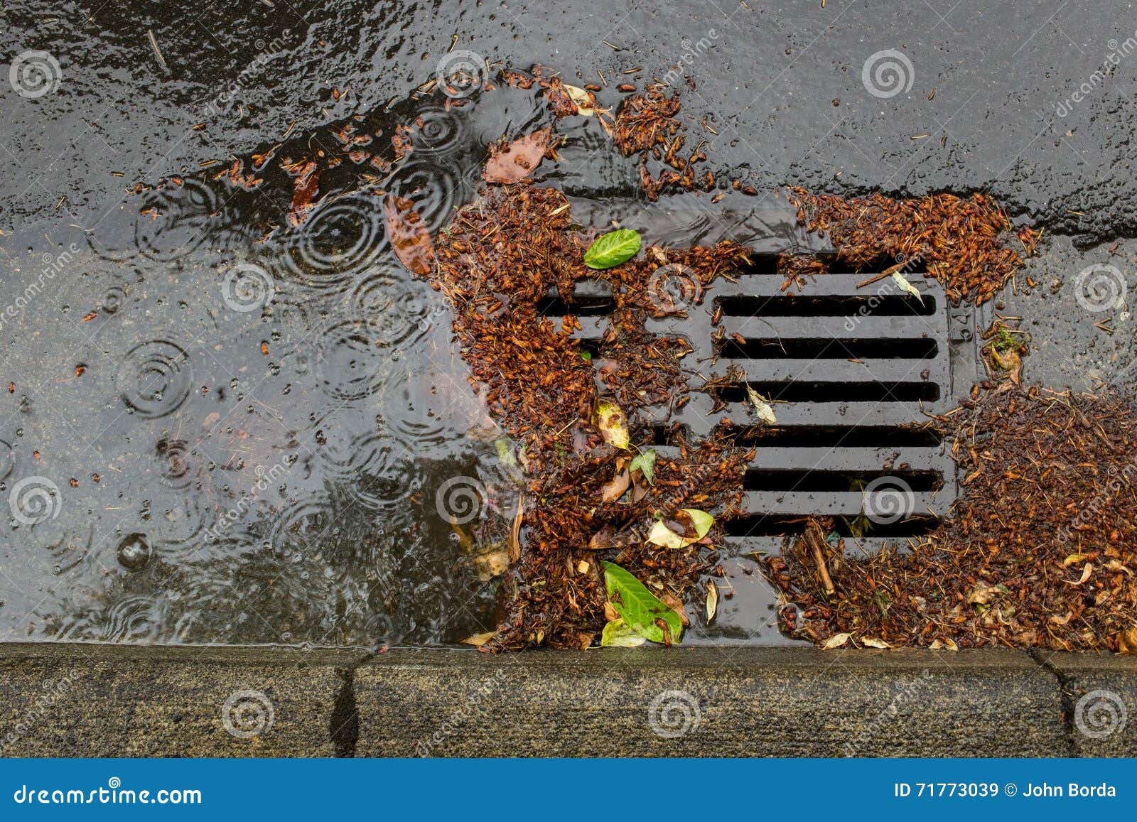 Clogged a Street Drain during a Rain Storm Stock Image - Image of gold ...
