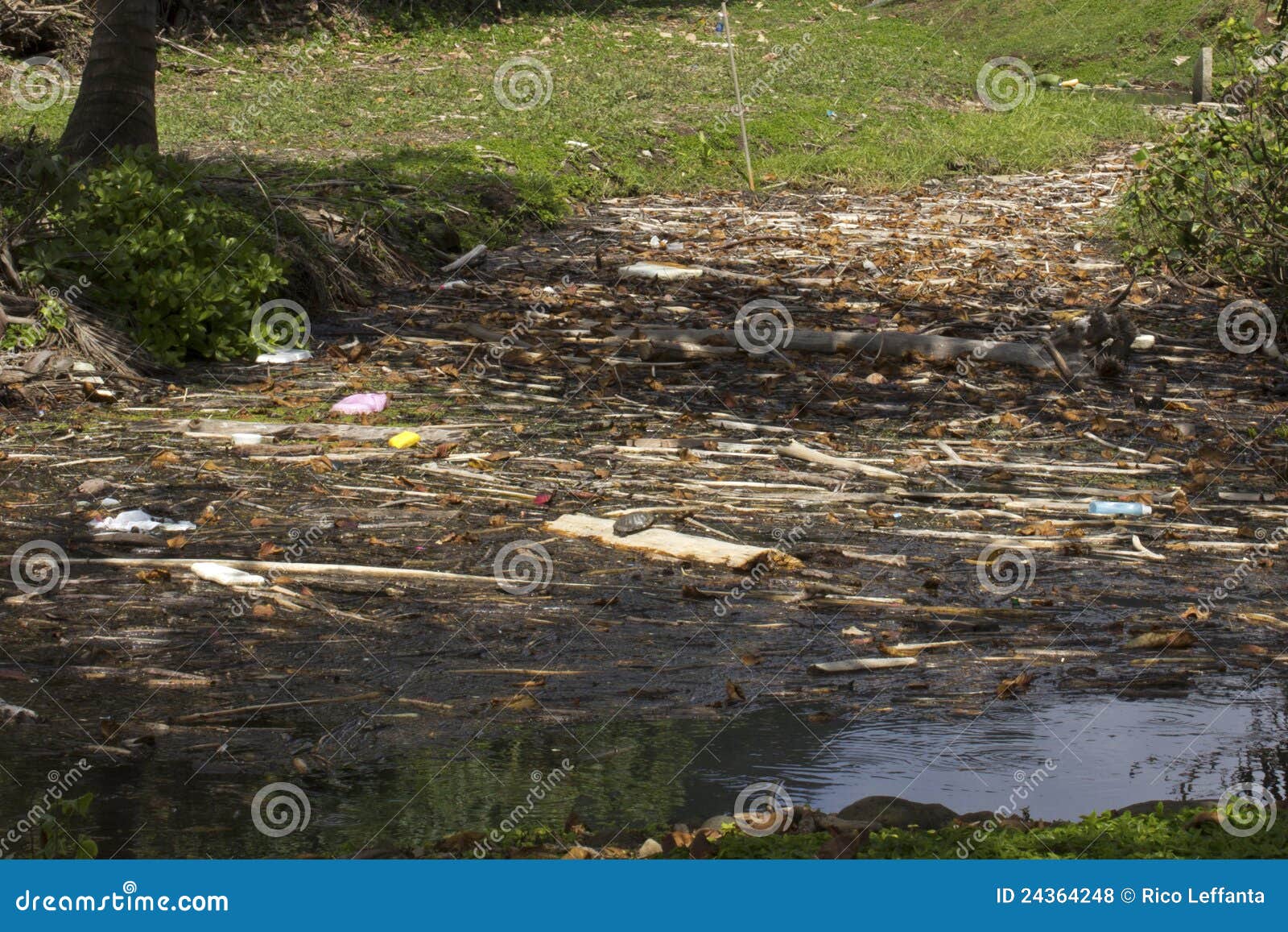 Clogged Waterway stock photo. Image of wood, tree, clogged - 24364248