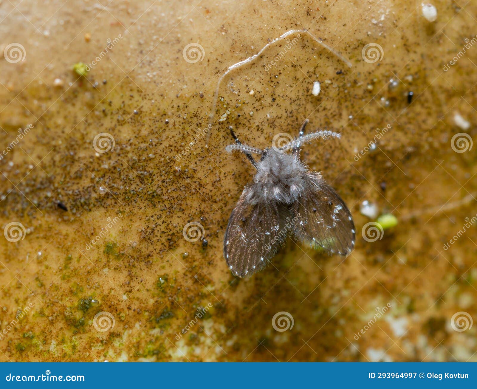 Clogmia Sp. - Small Fly with Fluffy Wings and Long Mustache Stock Image ...