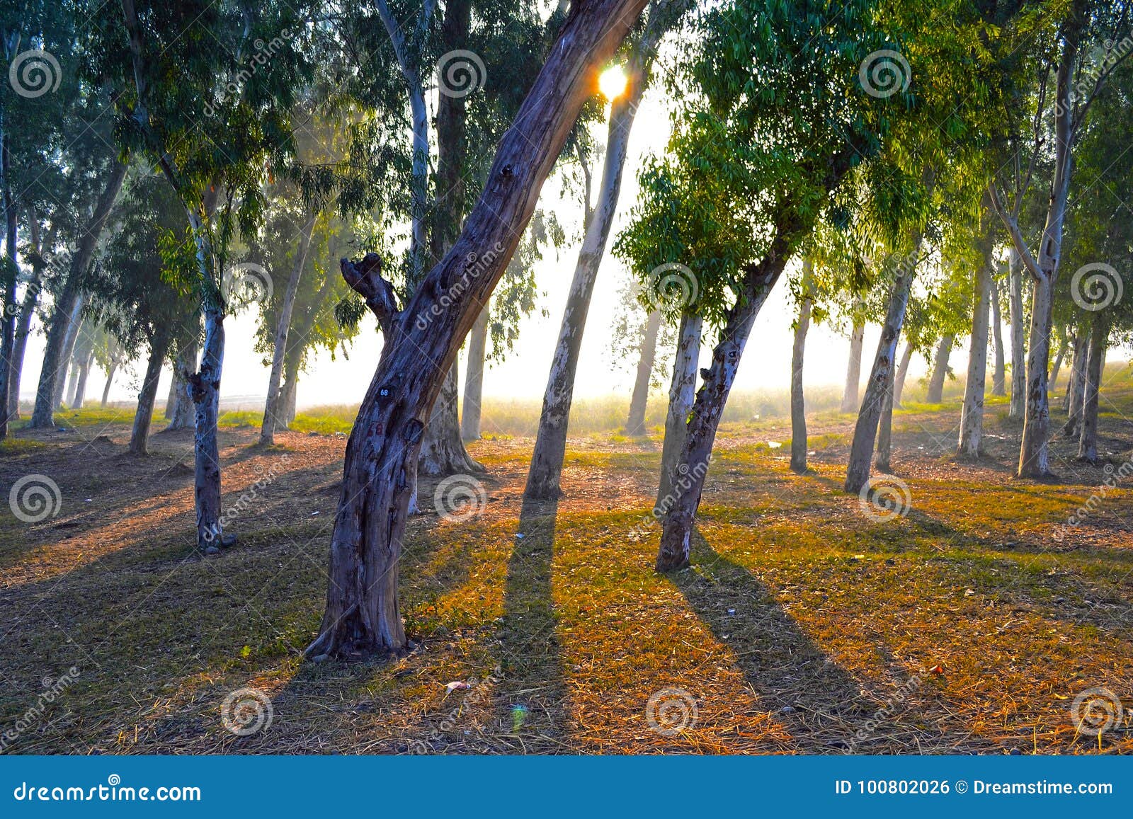 Clonal eucalyptus stock photo. Image of eucalyptus, landscapes - 100802026