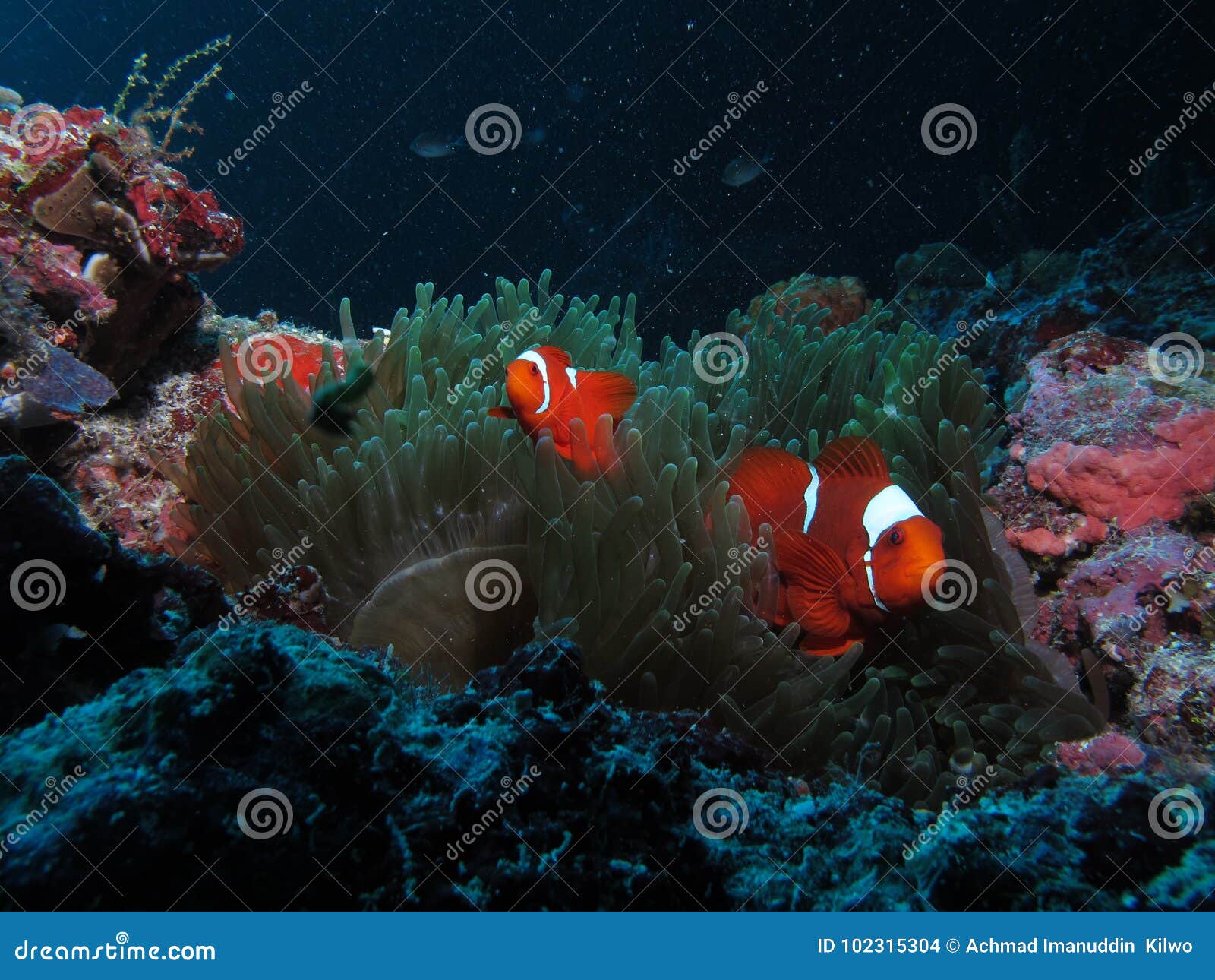 Clone fish stock photo. Image of anemon, biakdiver, fish - 102315304