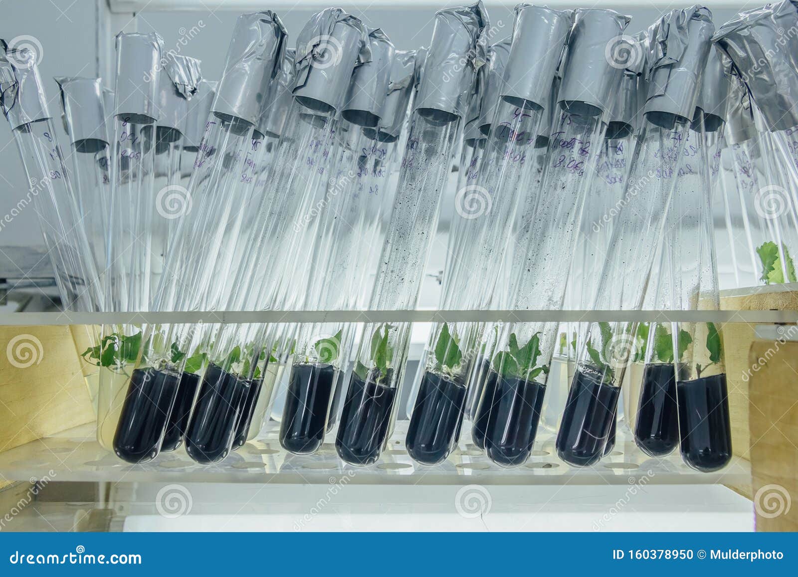 Cloned Micro Plants in Test Tubes with Nutrient Medium ...