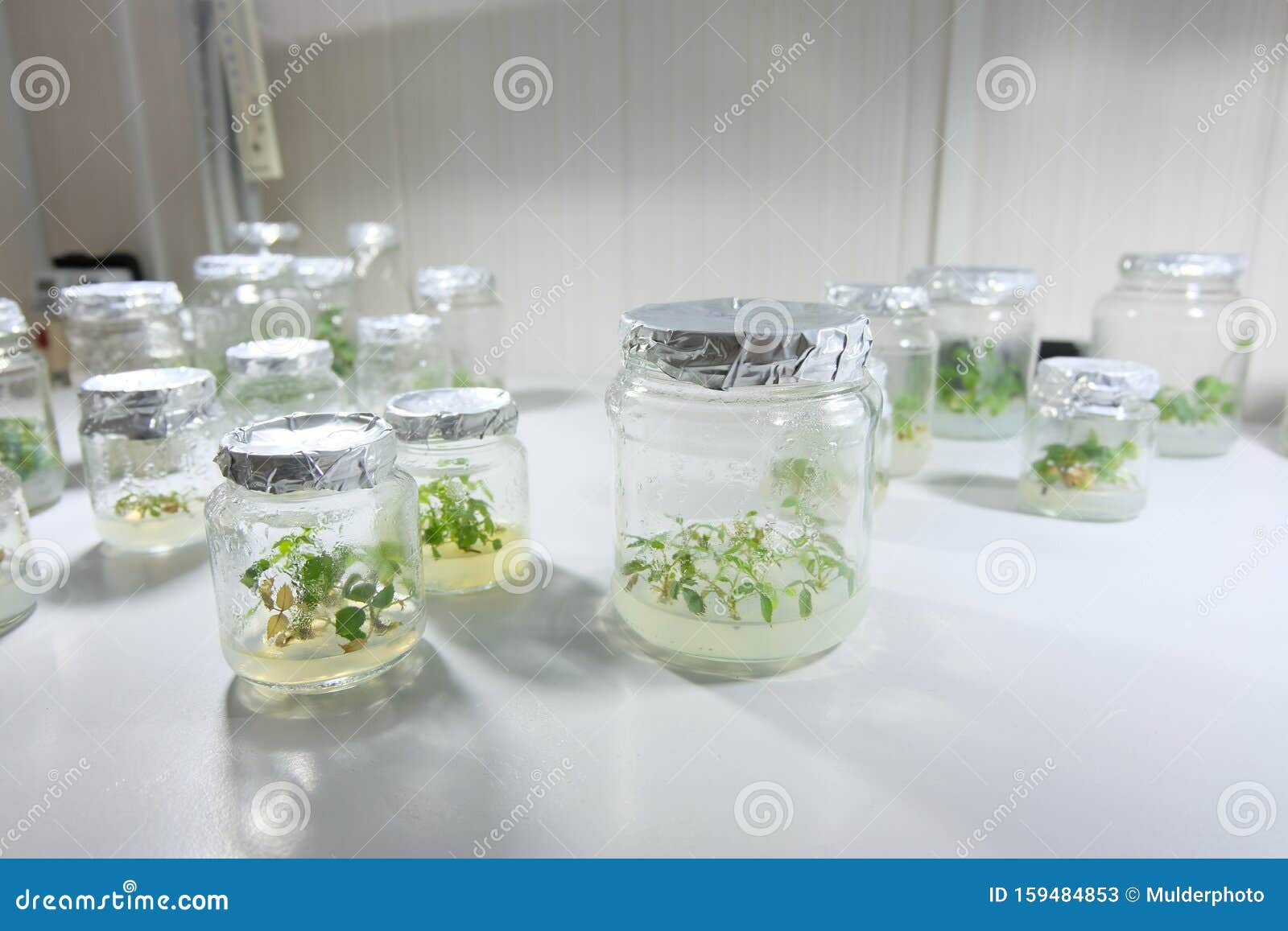 Cloned Decorative Micro Plants in Test Tubes with Nutrient Medium ...