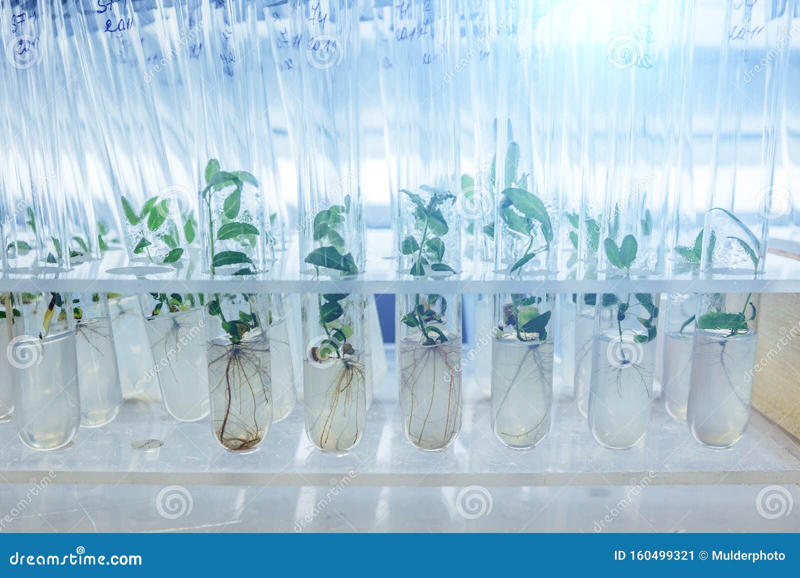 Cloned Micro Plants in Test Tubes with Nutrient Medium ...