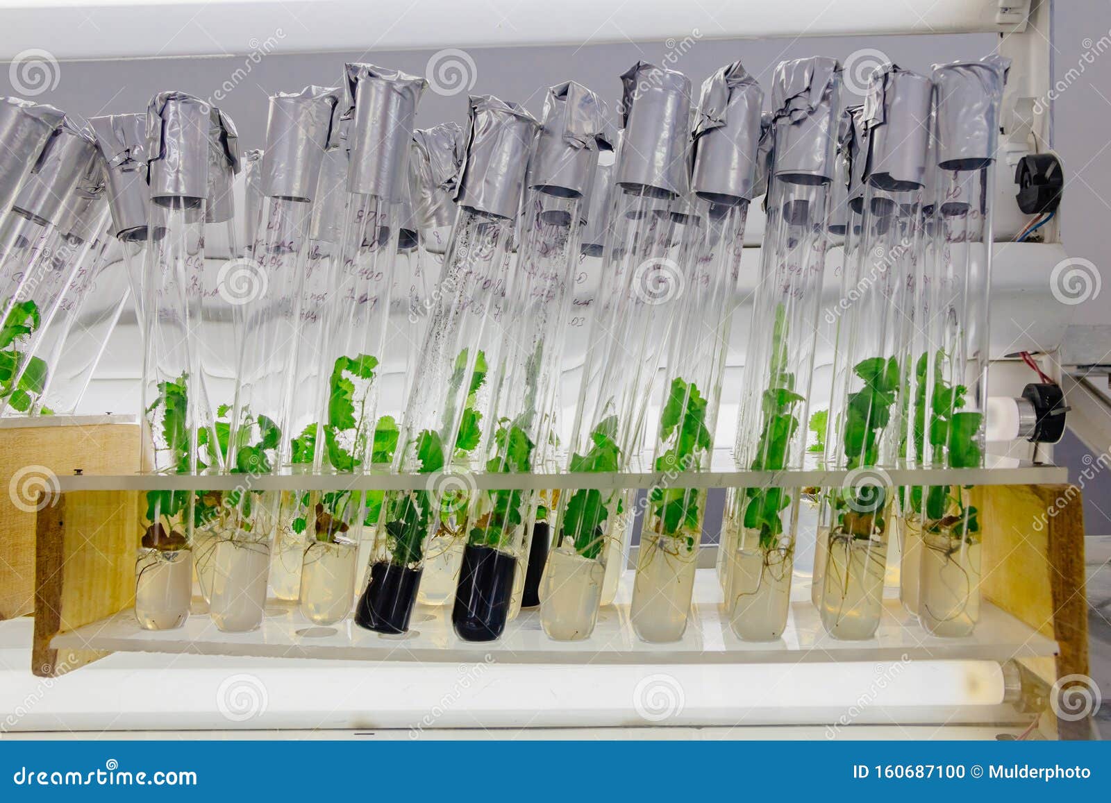 Cloned Micro Plants in Test Tubes with Nutrient Medium ...