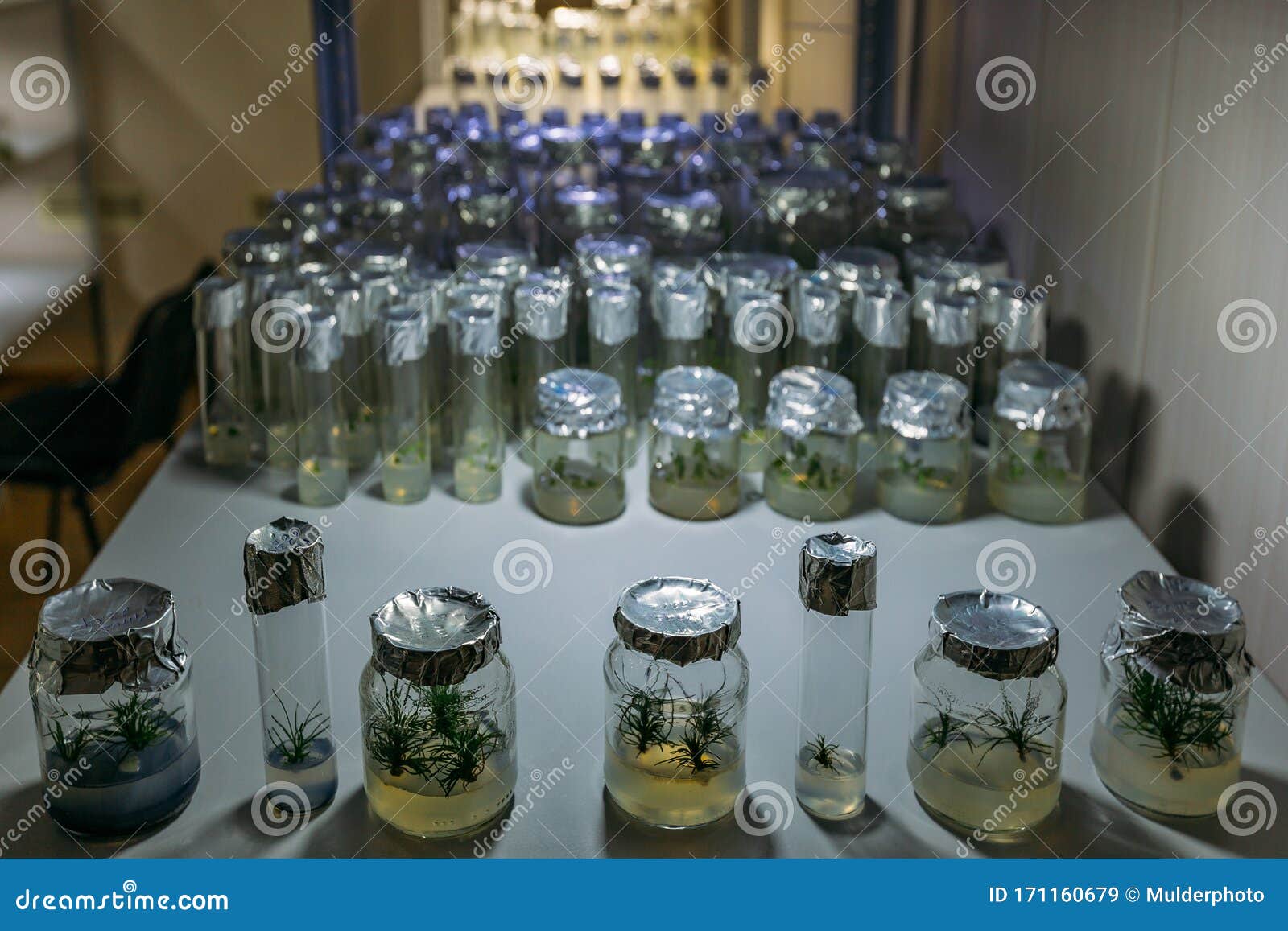 Cloned Micro Plants in Test Tubes with Nutrient Medium ...