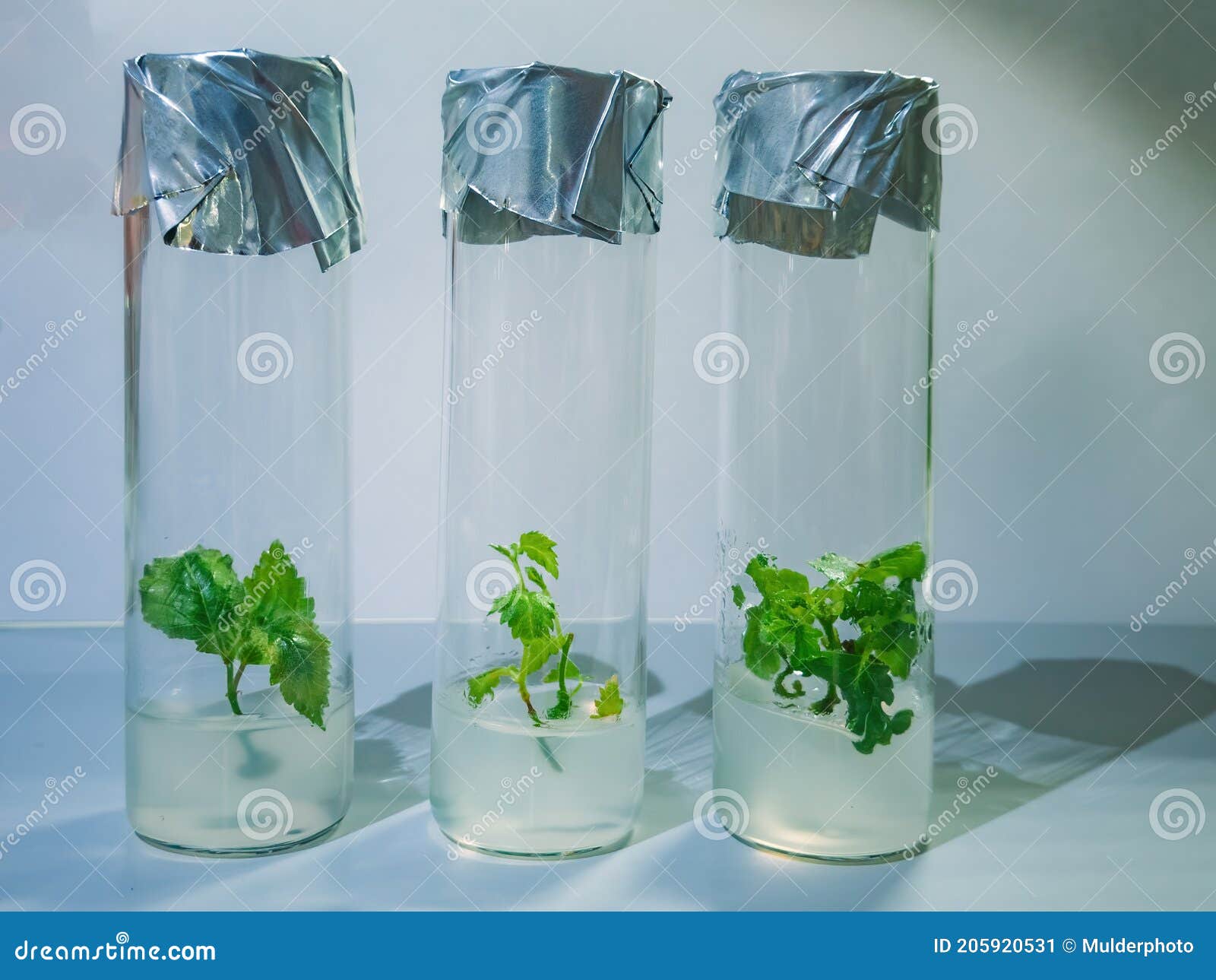 Cloned Micro Plants in Test Tubes with Nutrient Medium ...